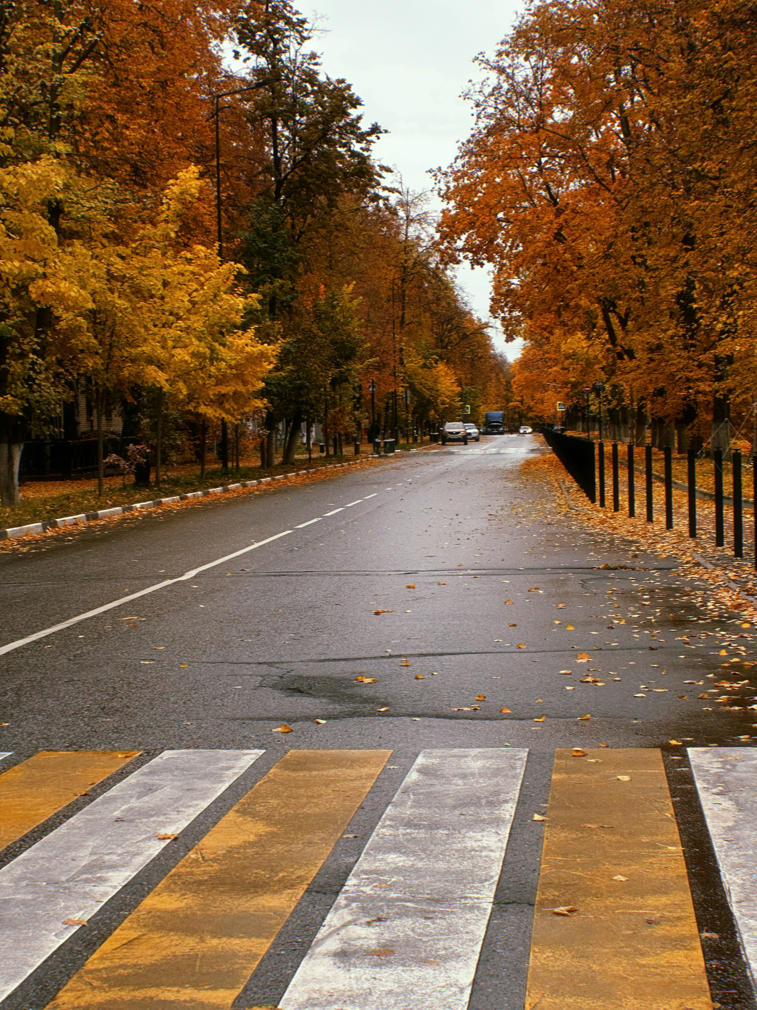 Autumn Street: A Centerline Row of Golden Trees and Rain-Washed Crosswalk