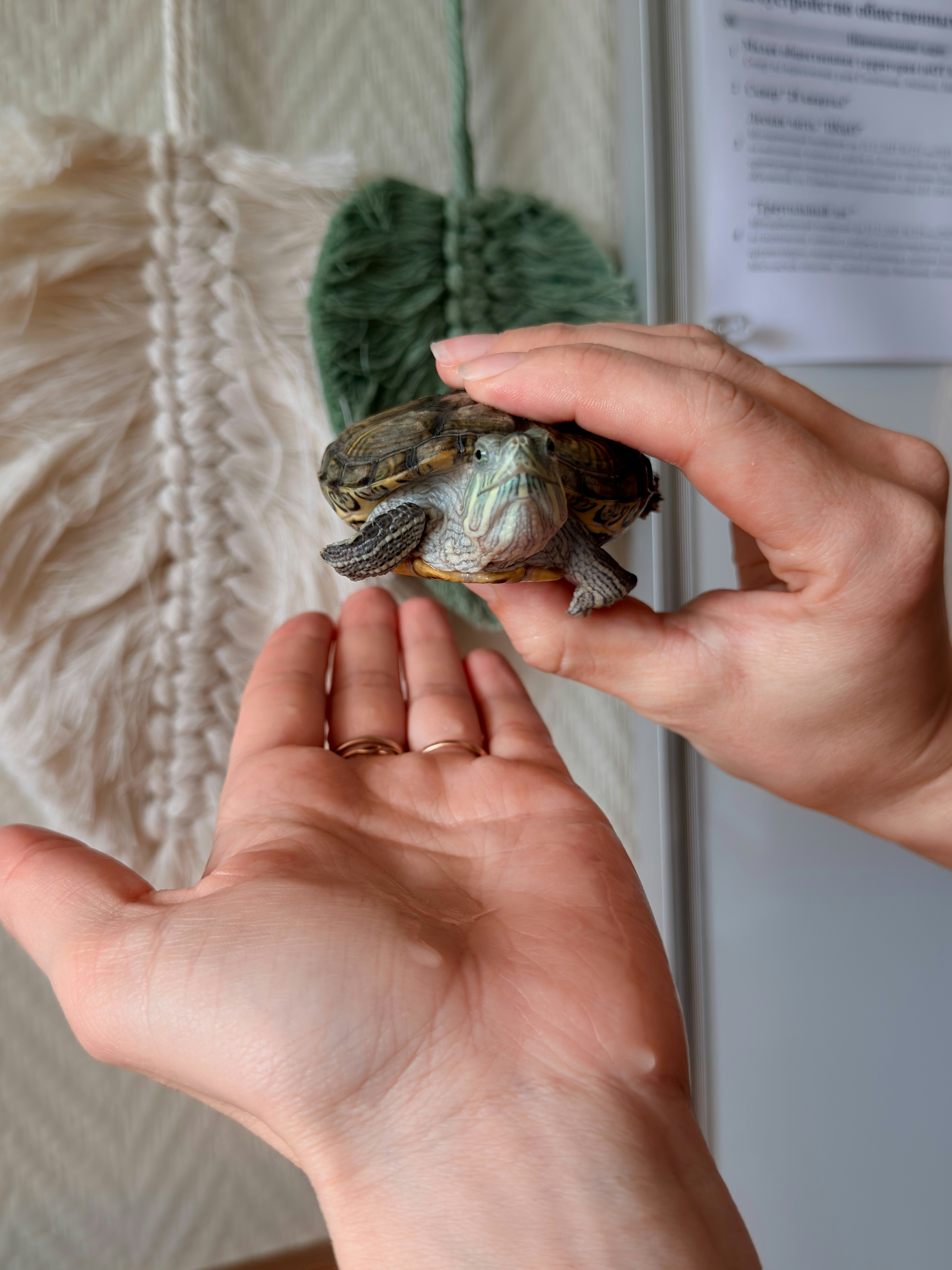 Tiny turtle, gentle hands: a careful cradle in a cozy room