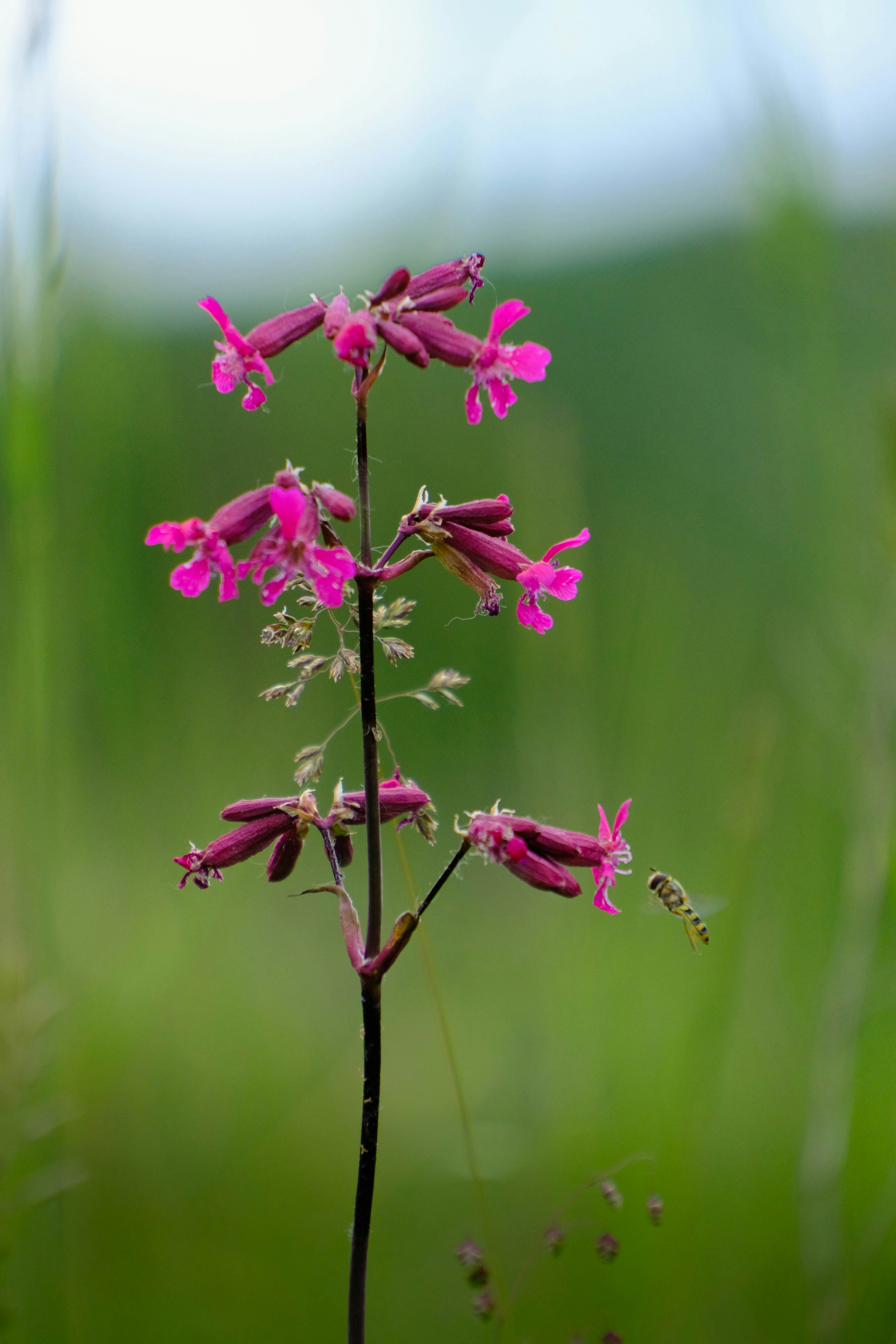 Pink bloom beacon: a slender stem in a soft meadow
