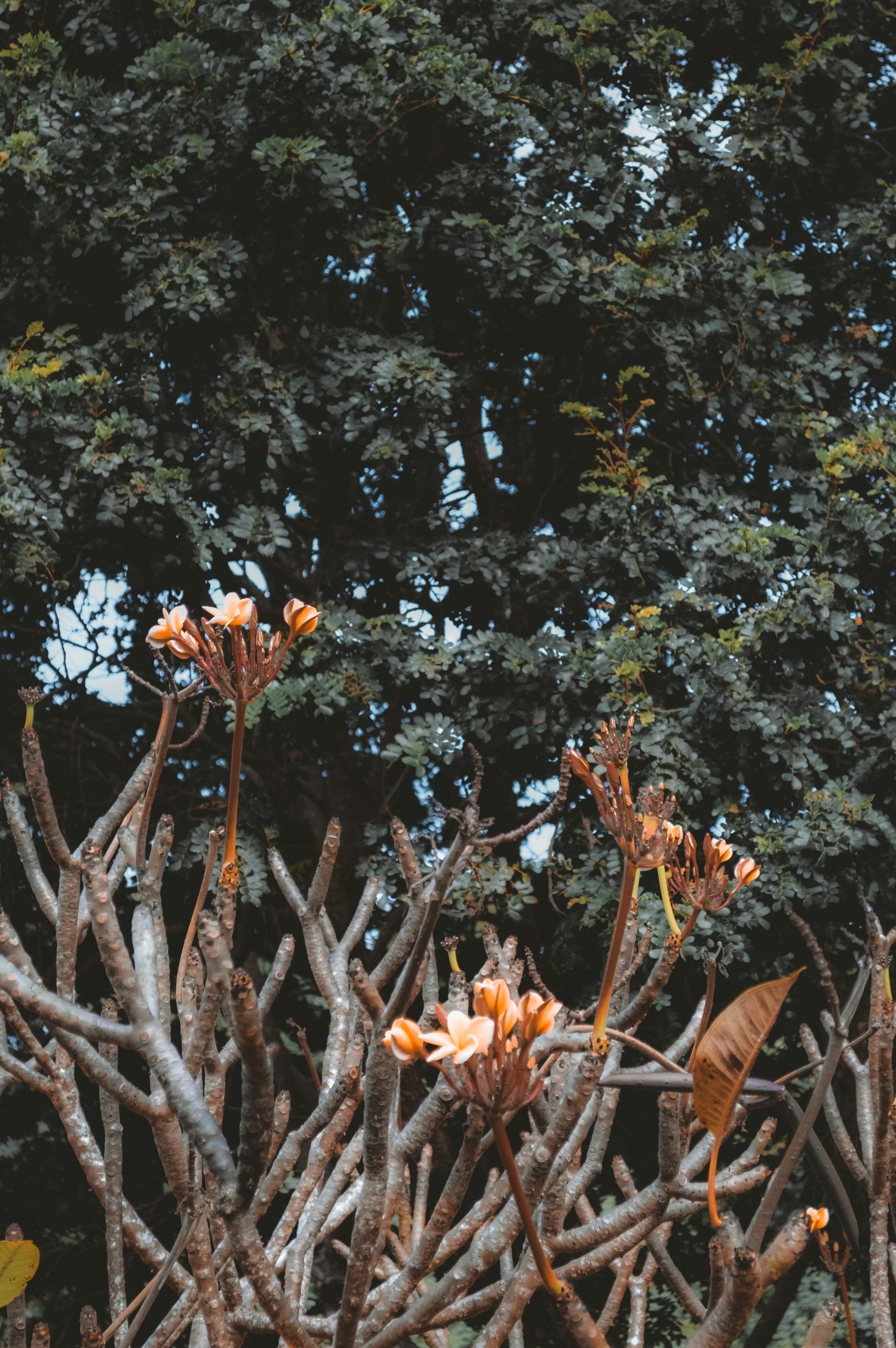 Sunlit Plumes Among Twisted Branches