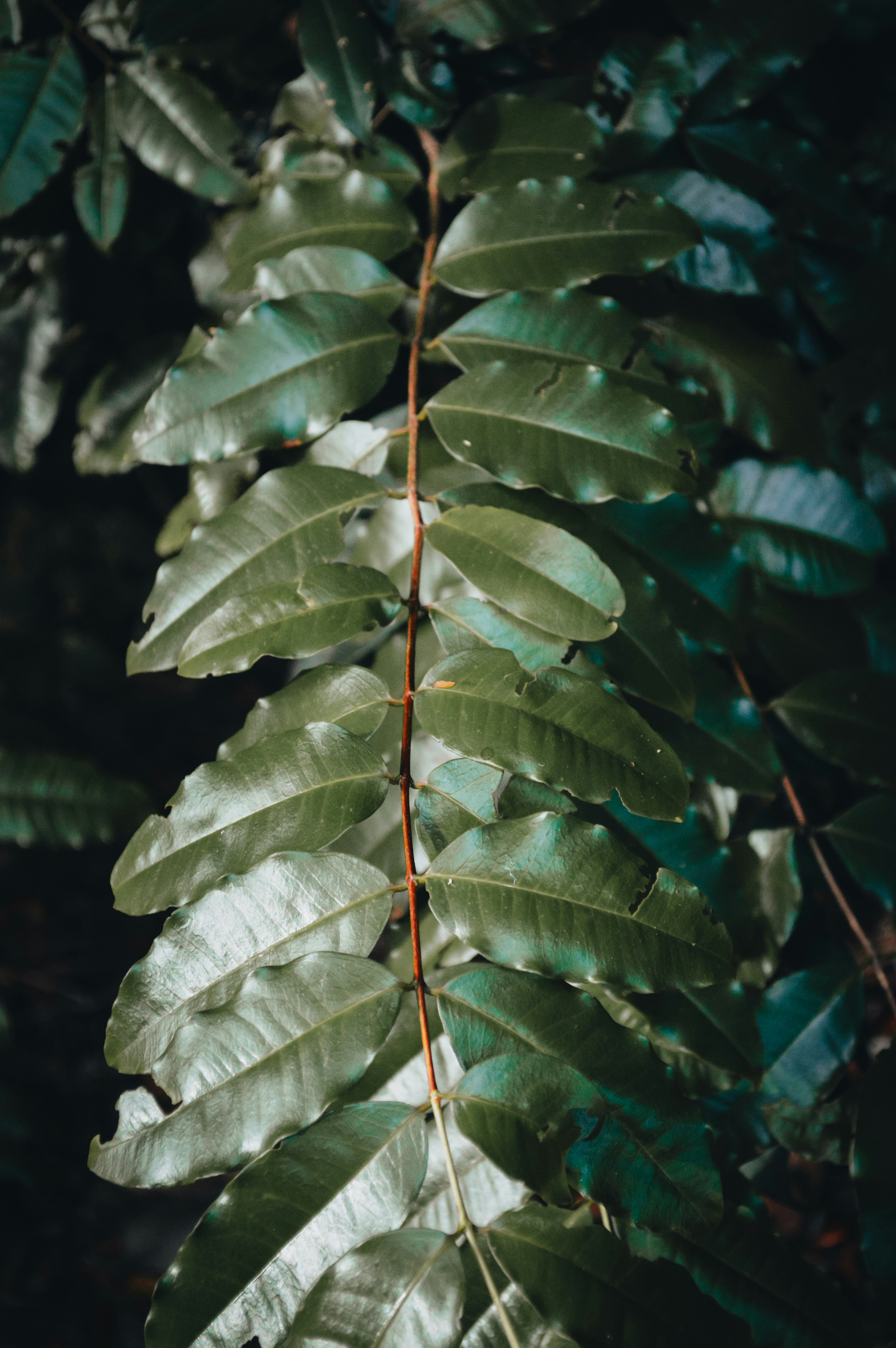 Vibrant Fern Frond Looming through Dappled Light