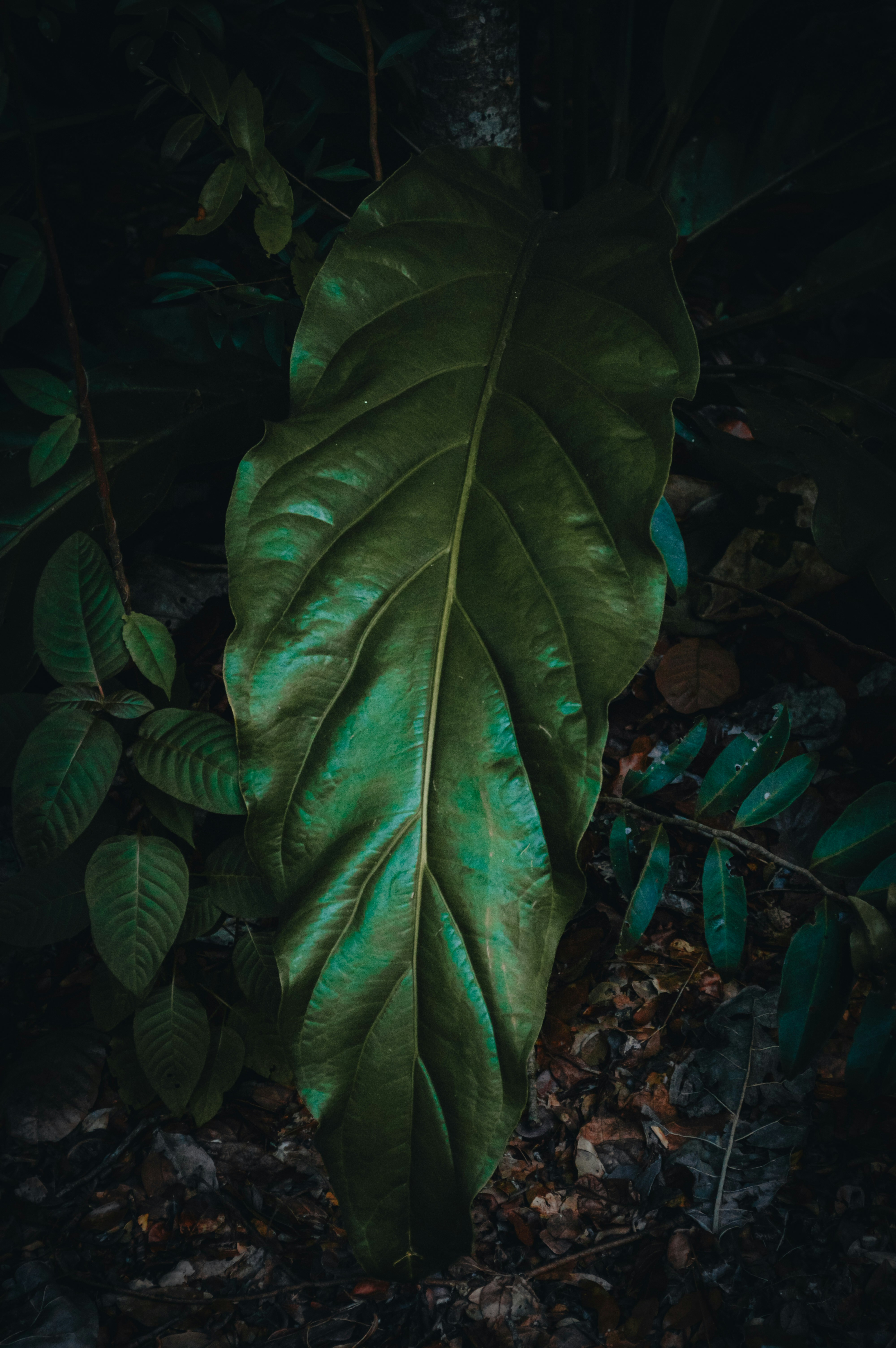 Emerald Vein: a single leaf in a shadowed jungle