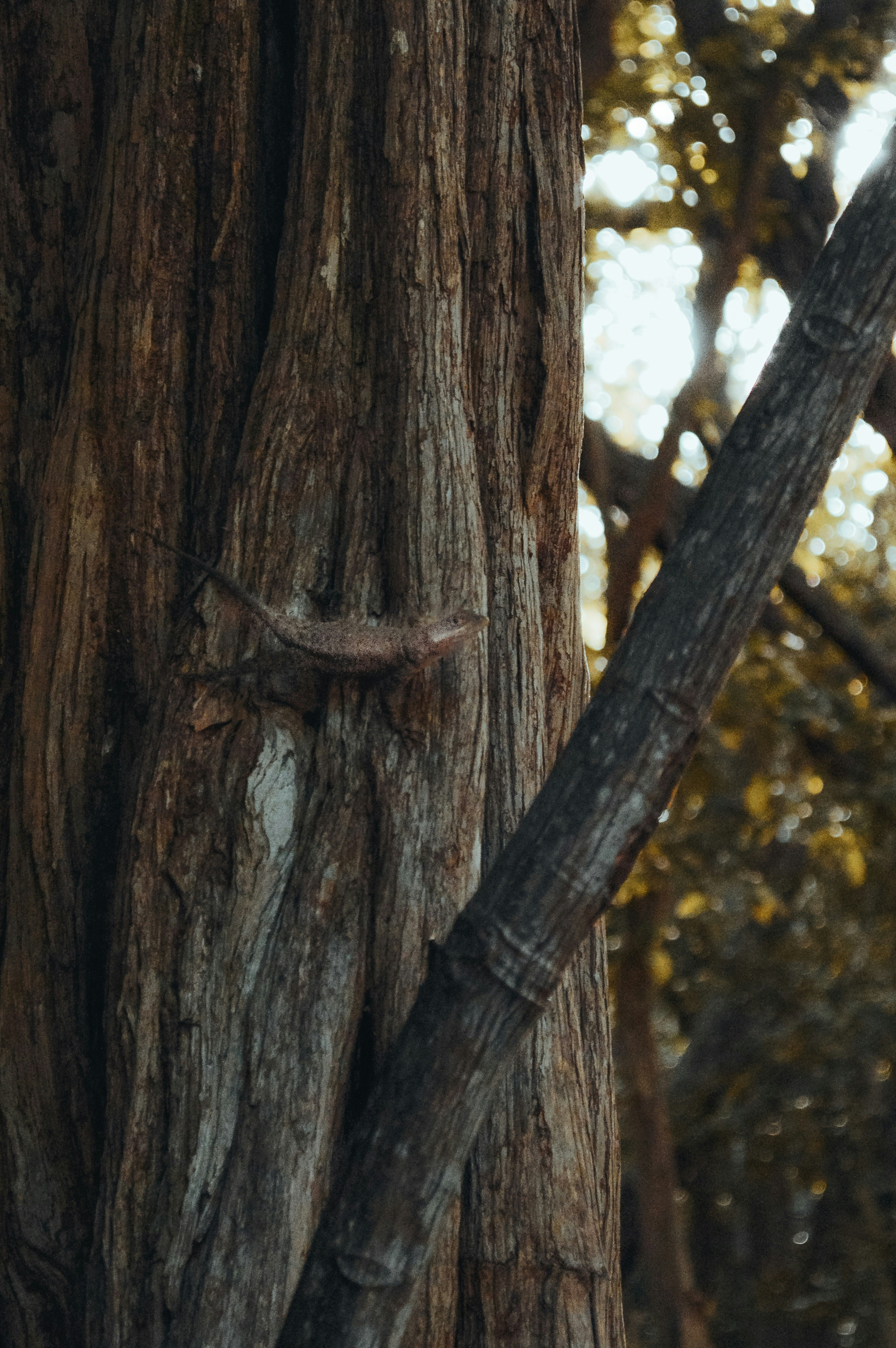 Bark and Branches: A Quiet Moment in the Forest