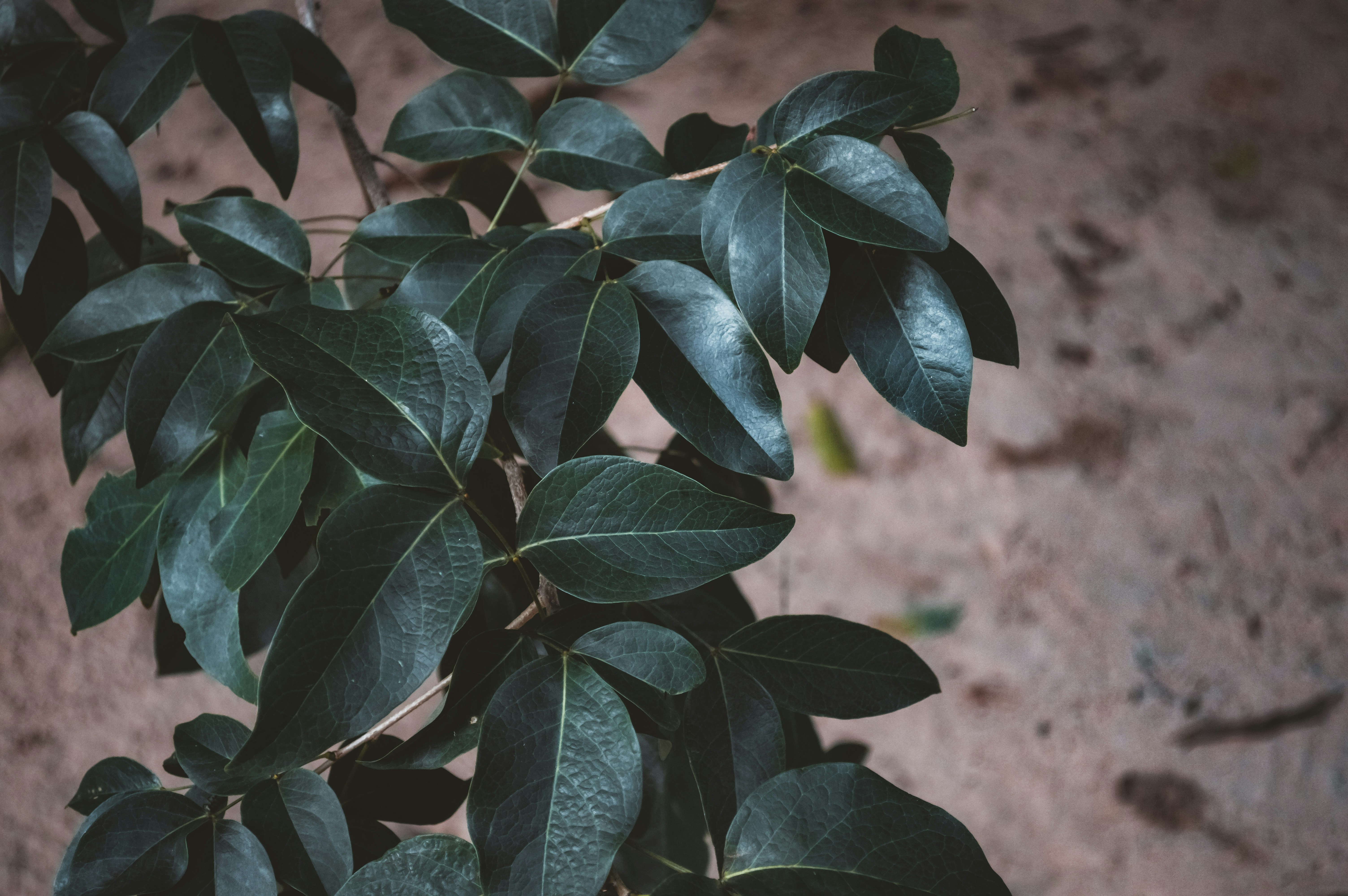 Midweek Green: A Cluster of Matte Leaves Against Earthy Ground