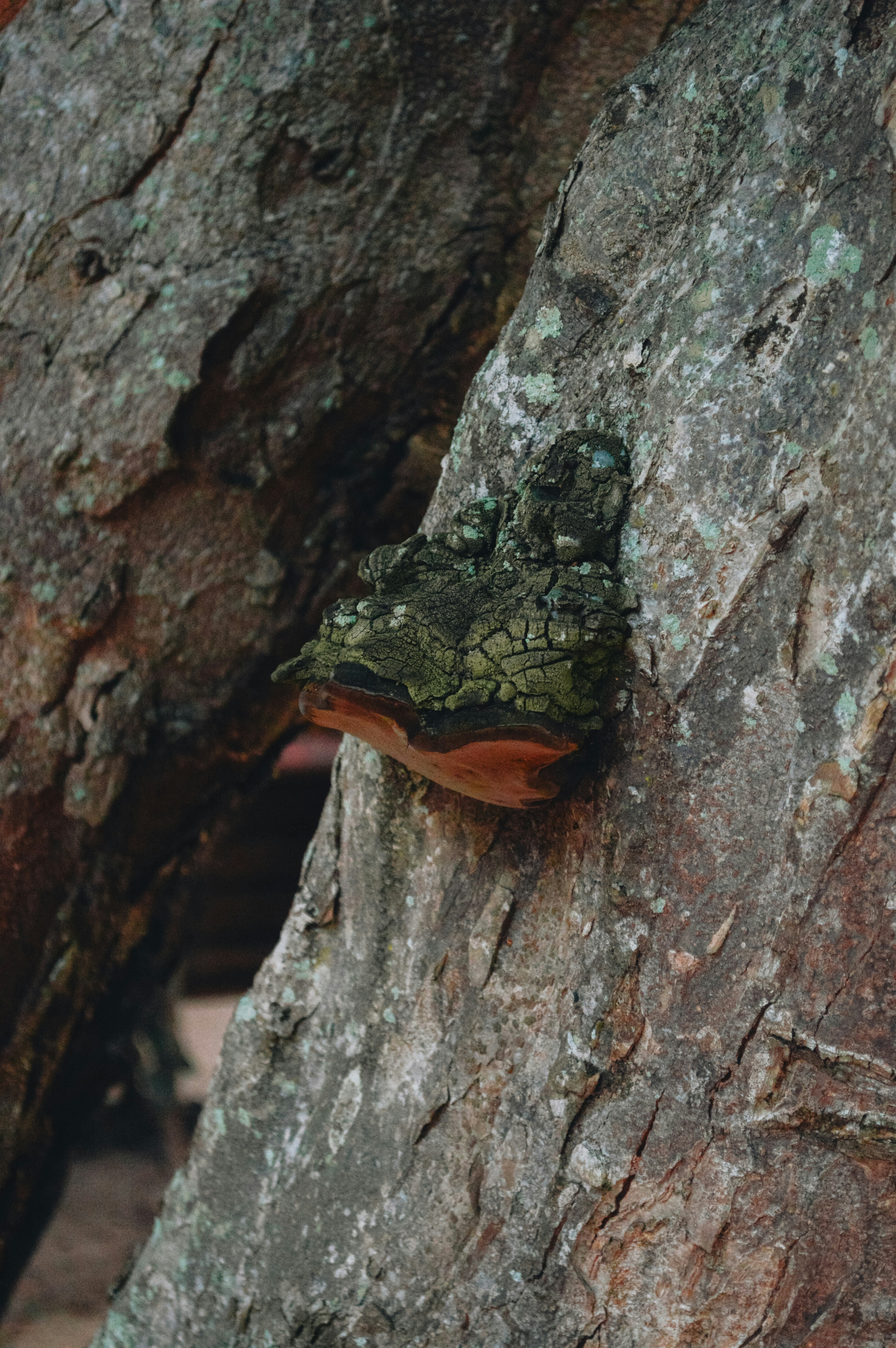 Forest Mantle: A Lichen-Clad Fungus Emerges from Bark