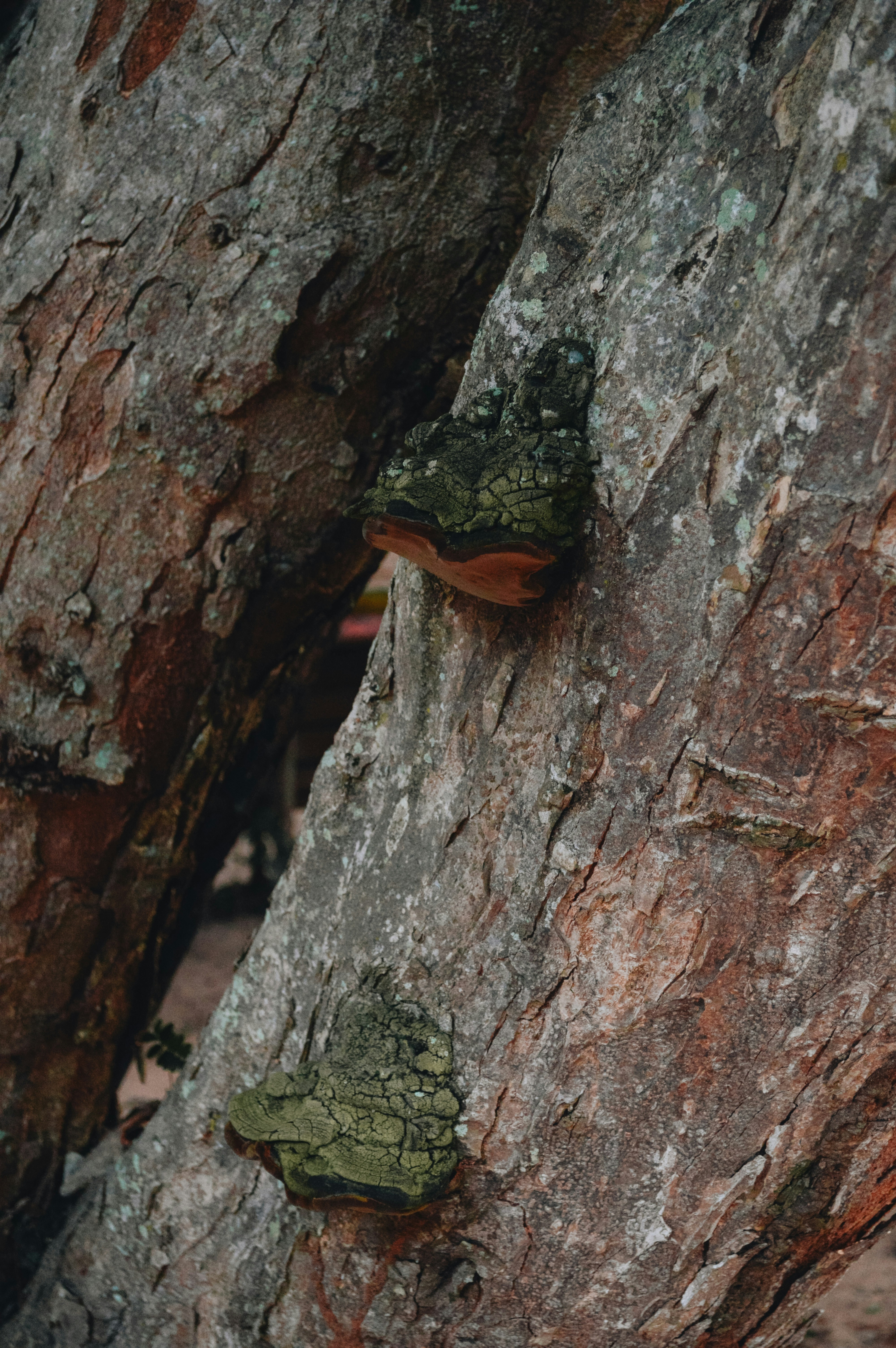Lichen-Caddie on Weathered Bark