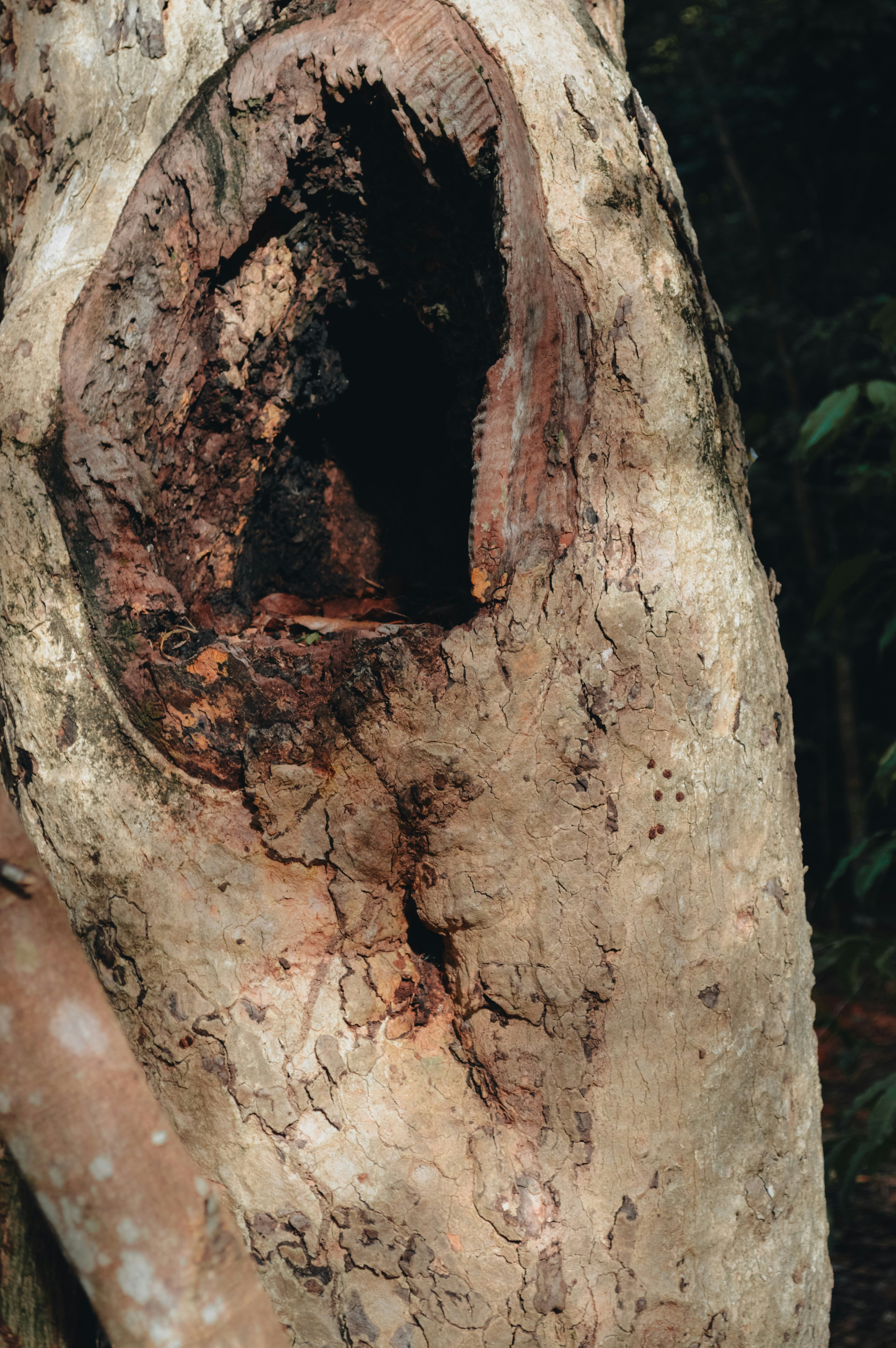 Hollowed Tree Trunk: Weathered Texture and Hidden Depths