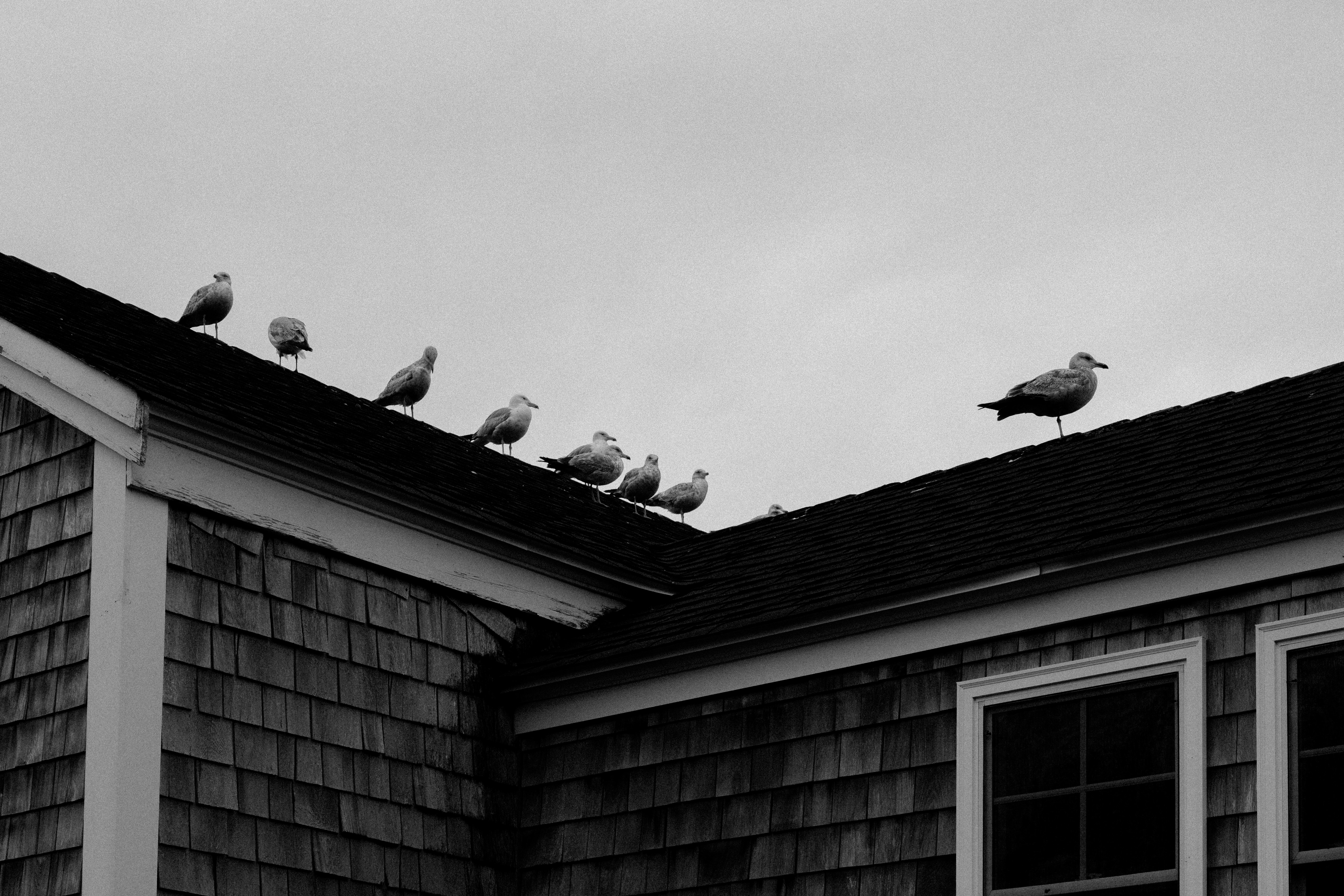 Seabirds at the Ridge: A Quiet Rooftop Chorus