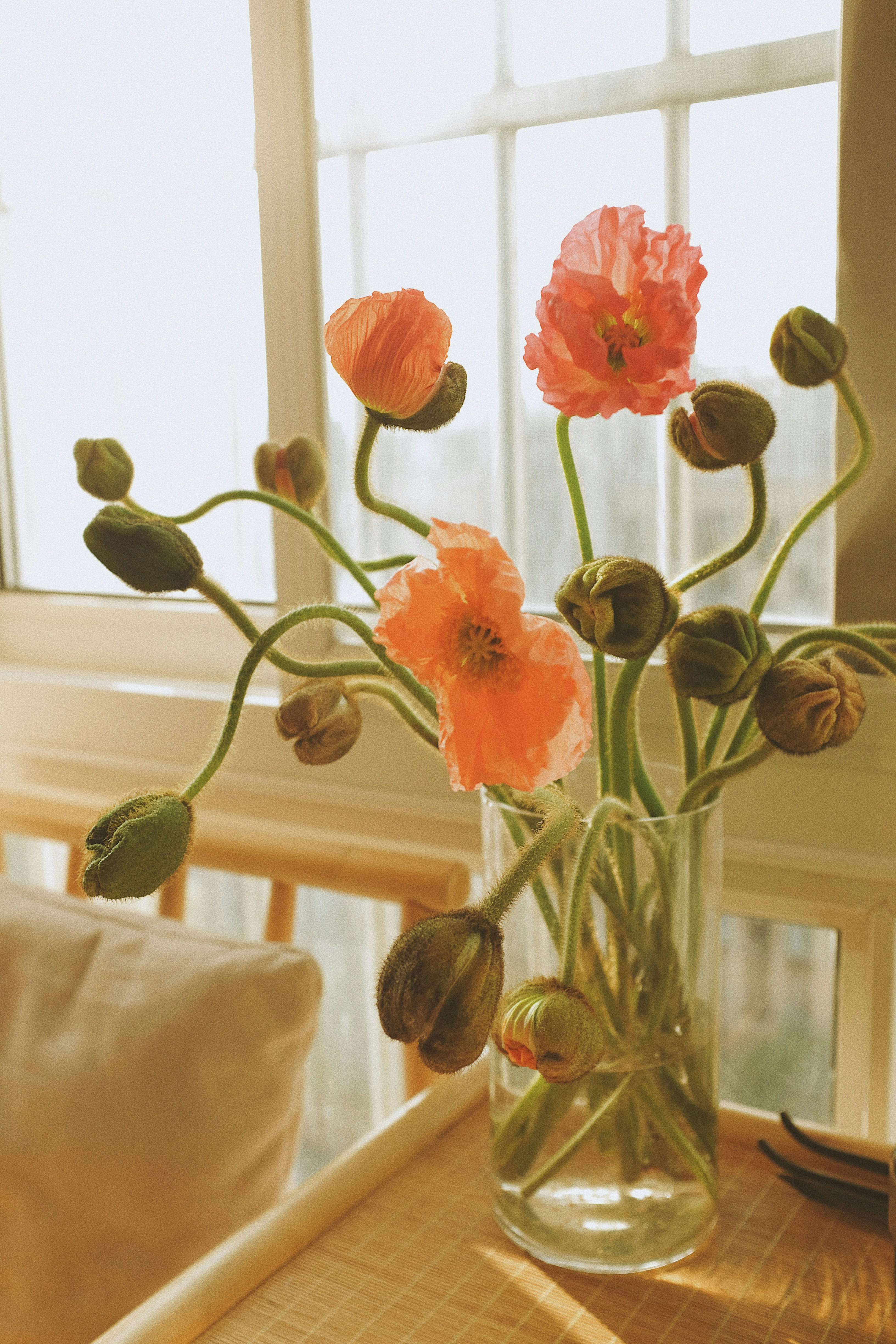 Sunlit Vase of Coral Poppies on a Windowsill