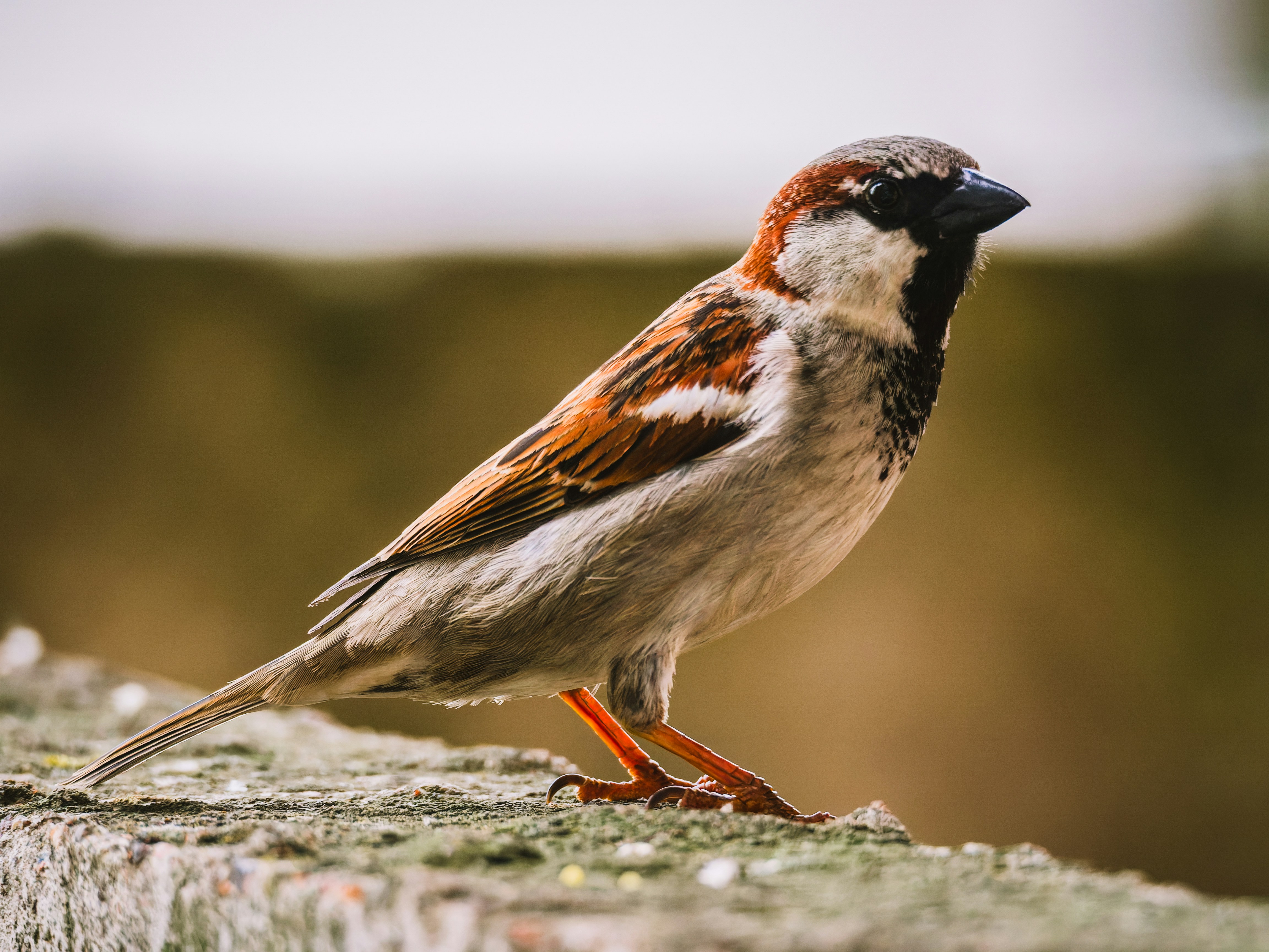 Red-breasted Sparrowperched on weathered ledge