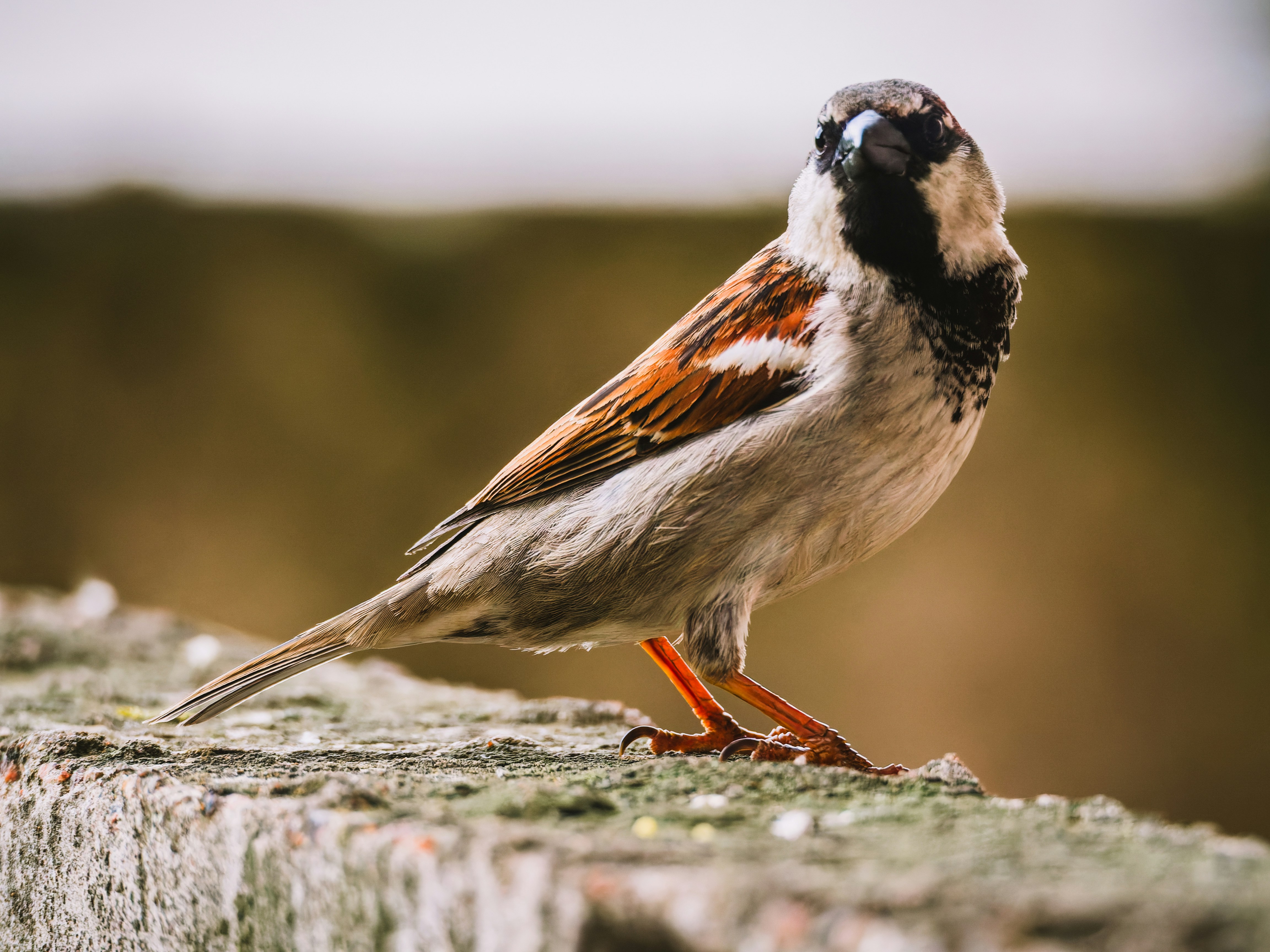 A house sparrow perched on a moss-covered brick wall.