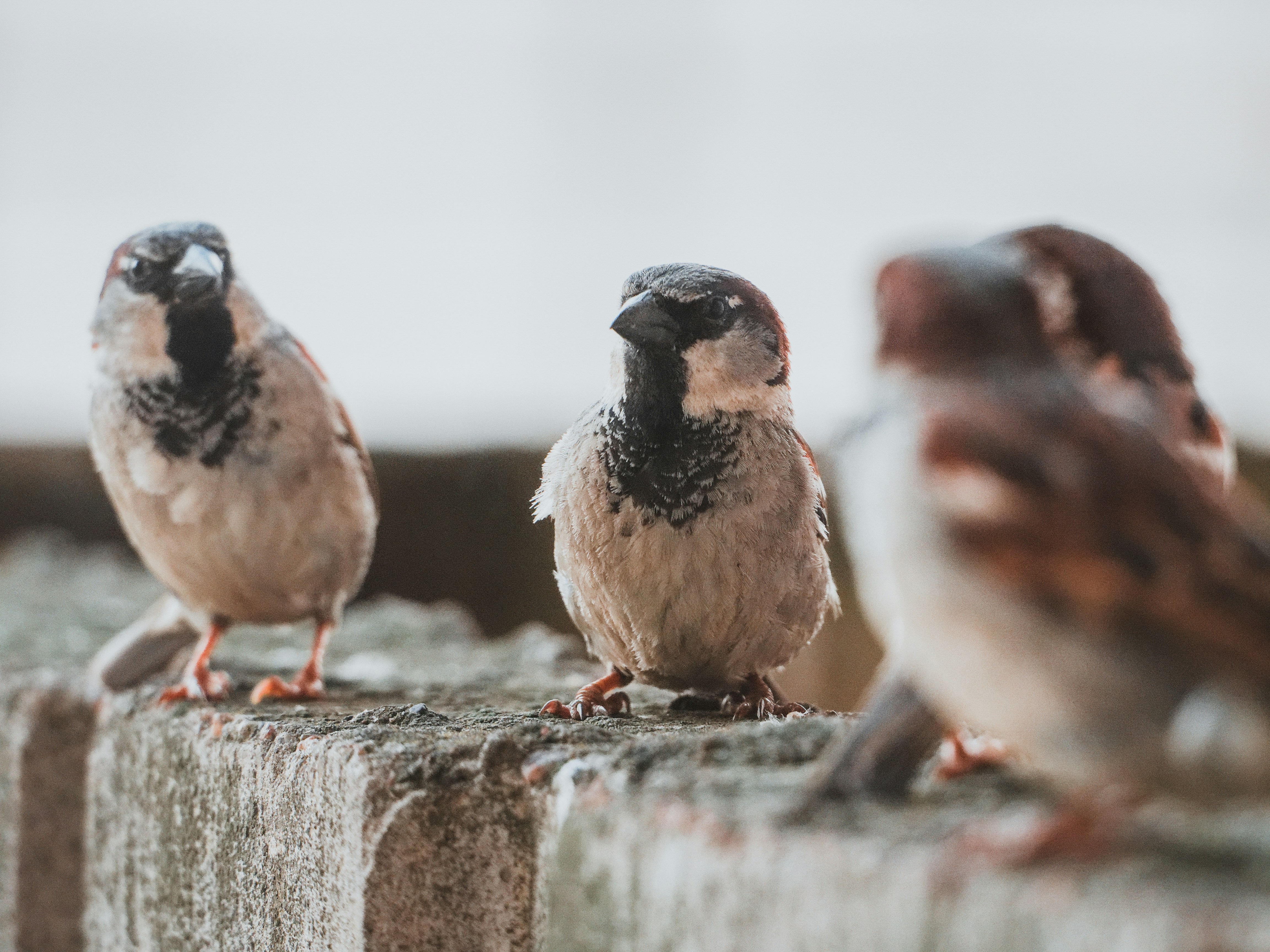 Three sparrows perched on a concrete ledge.