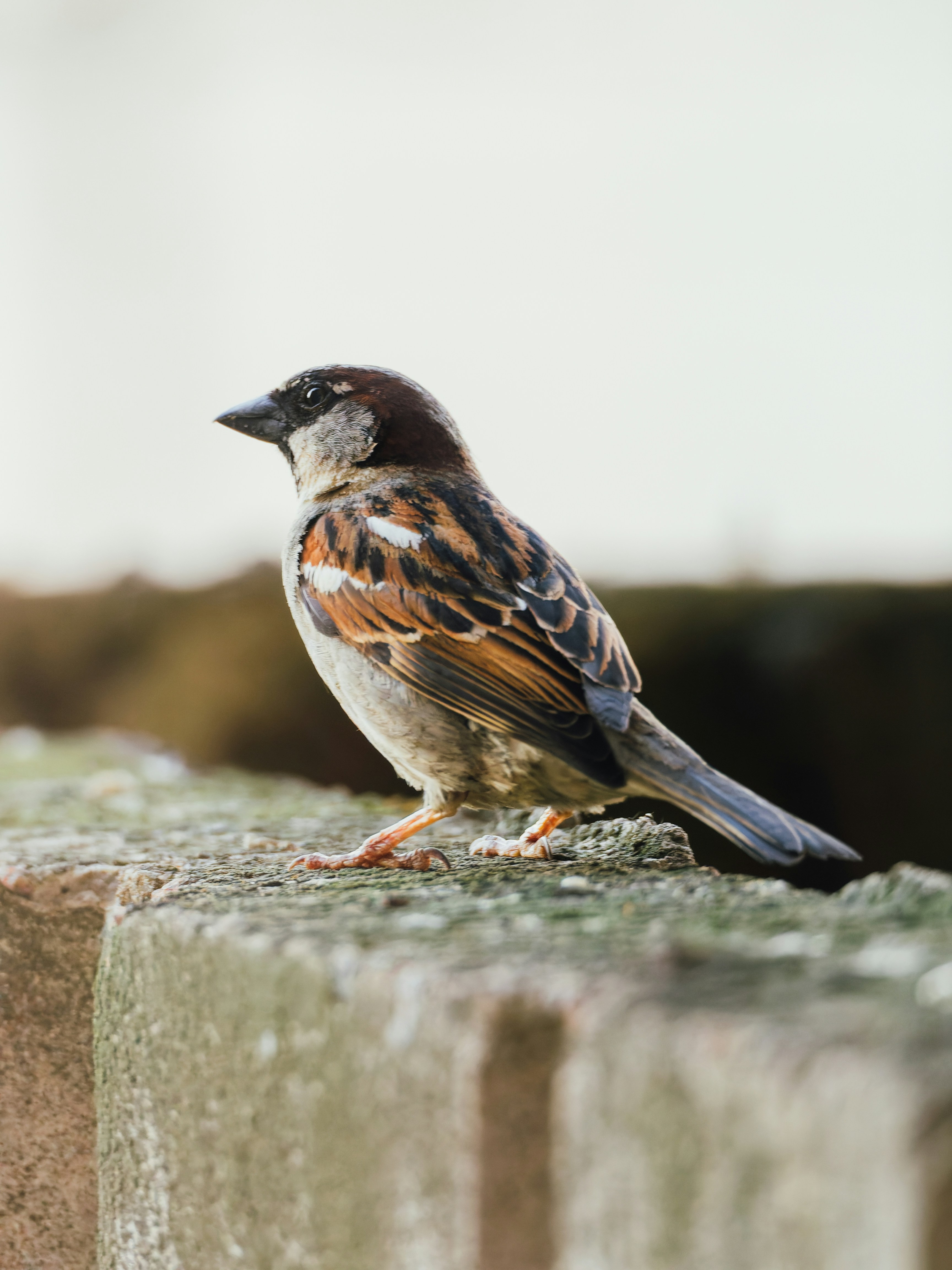 Perched Finches: A Sparrow’s Quiet Vigil on a Weathered Wall
