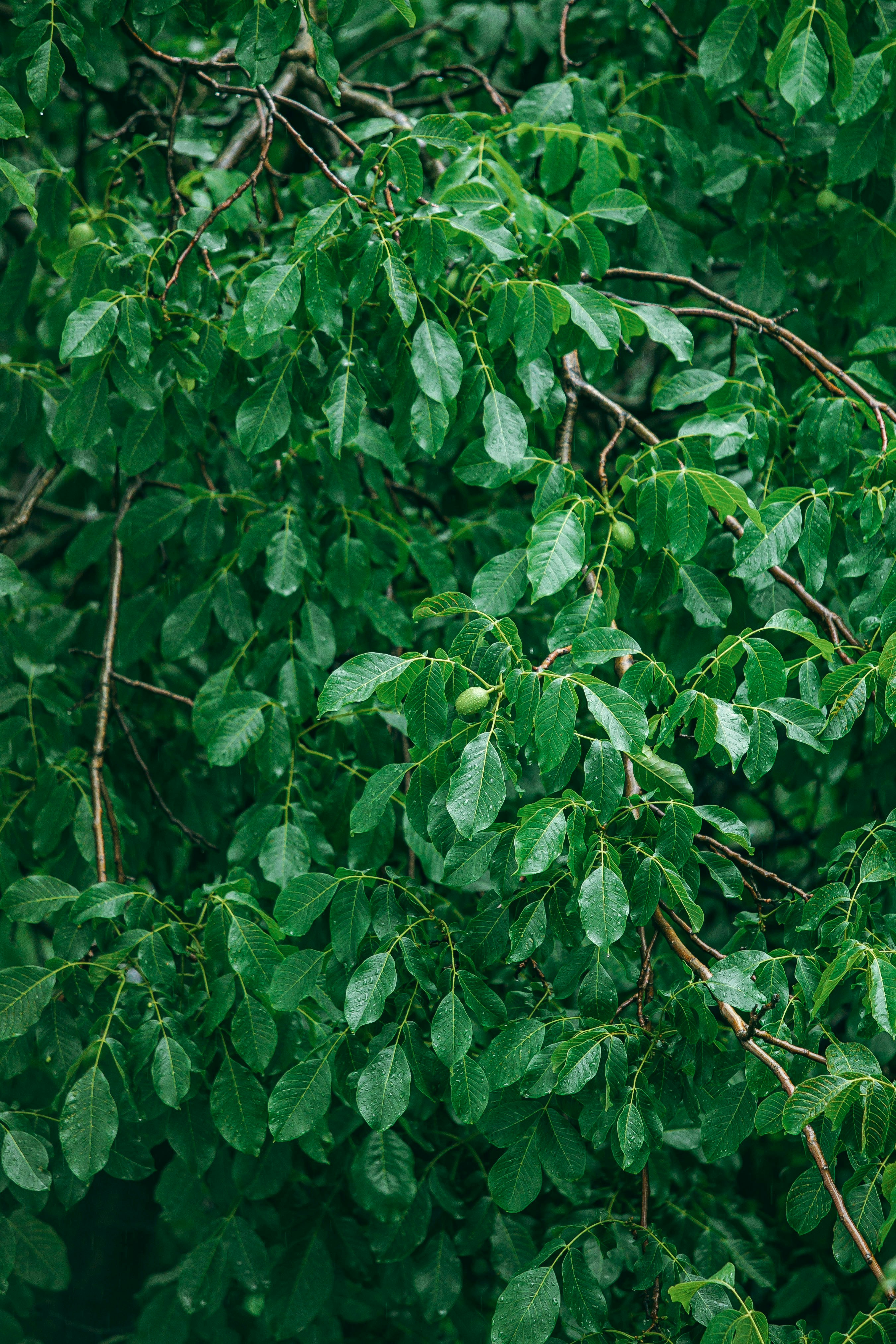 Emerald Veil: Dense Foliage and Twining Branches