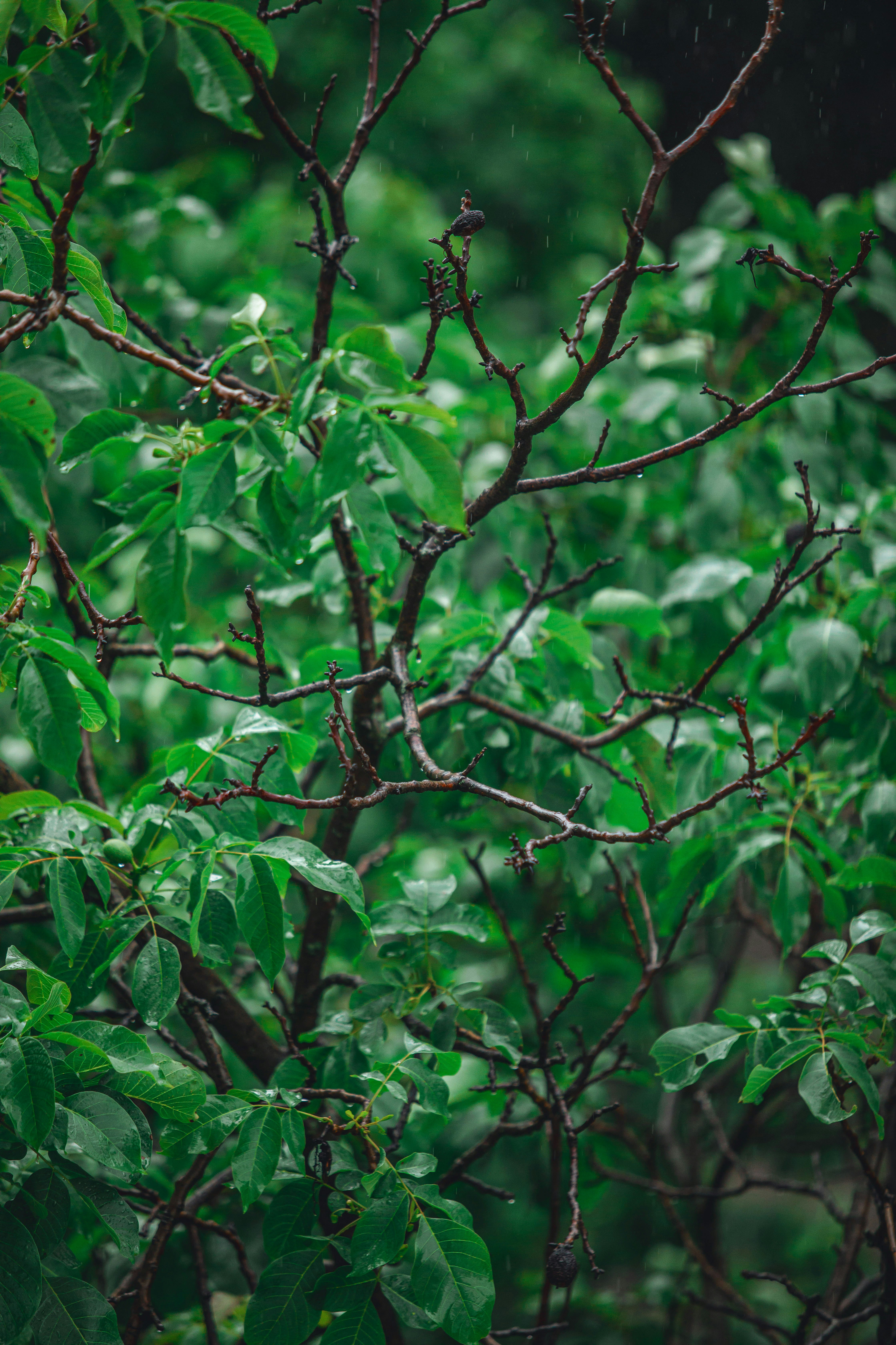 Verdant Maze: A Quiet Knot of Branches and Leaves
