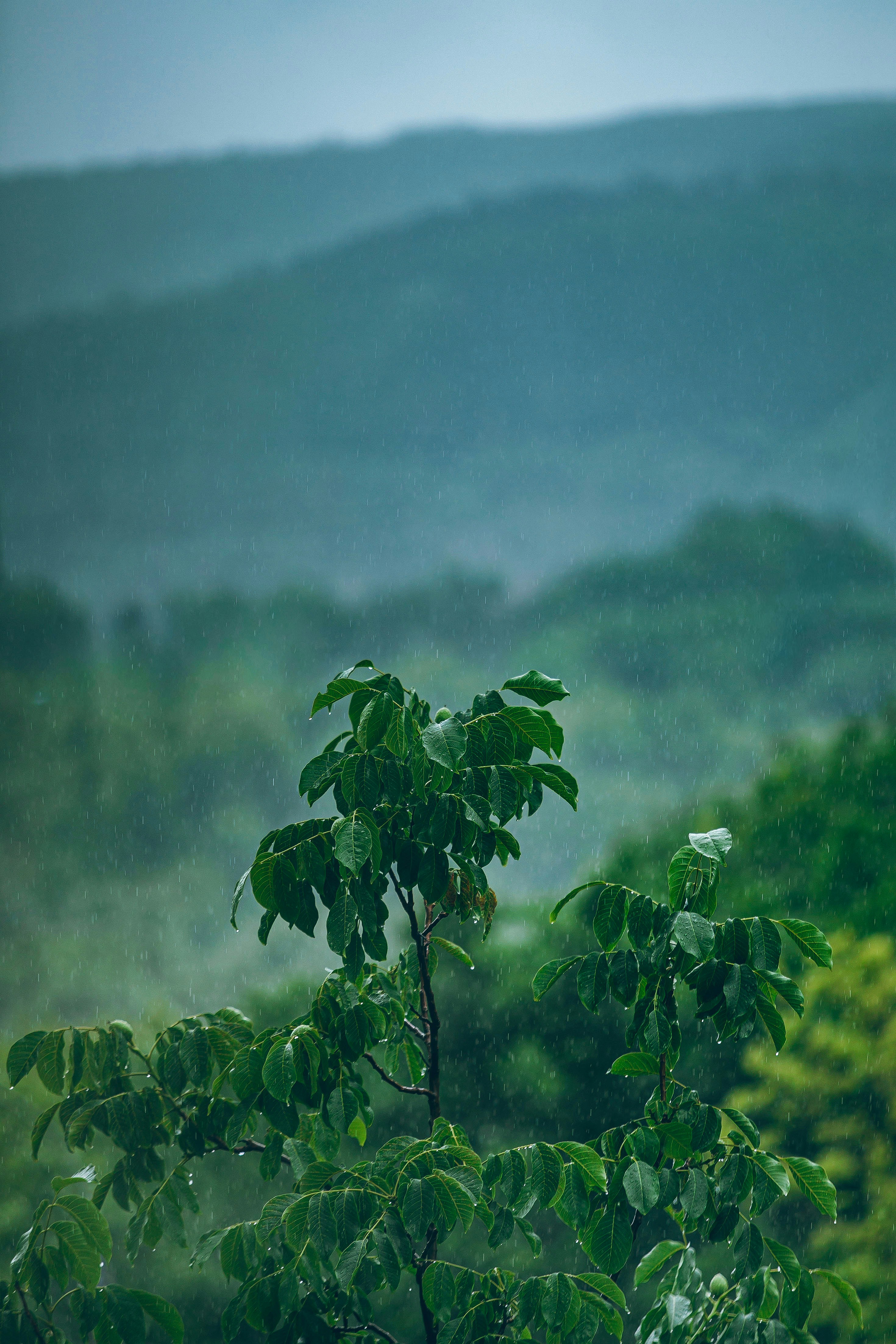 Emerald Canopy Rising from Misty Ridge