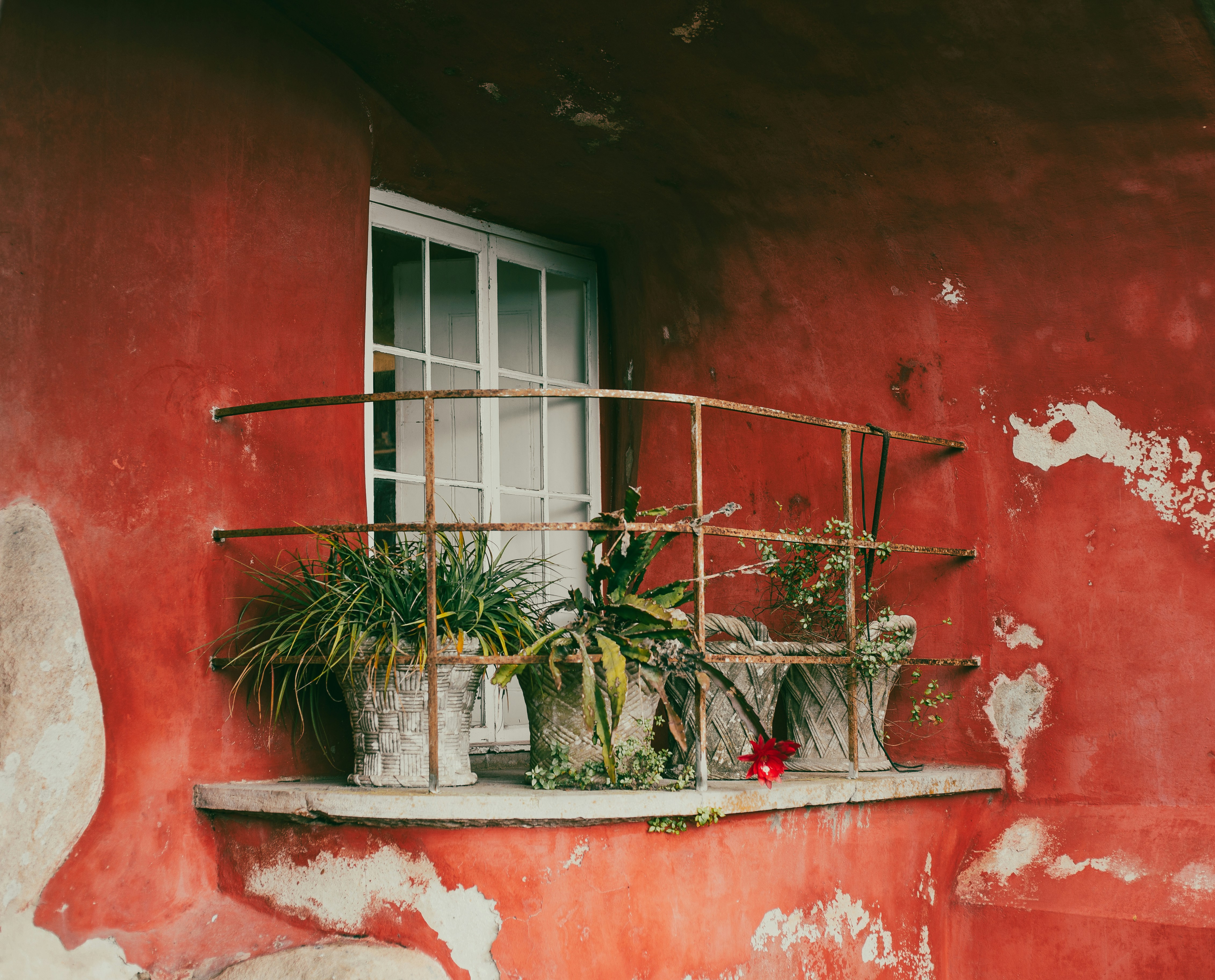 Red Wall Balcony with Greenery: A Quiet Rustic Window Scene