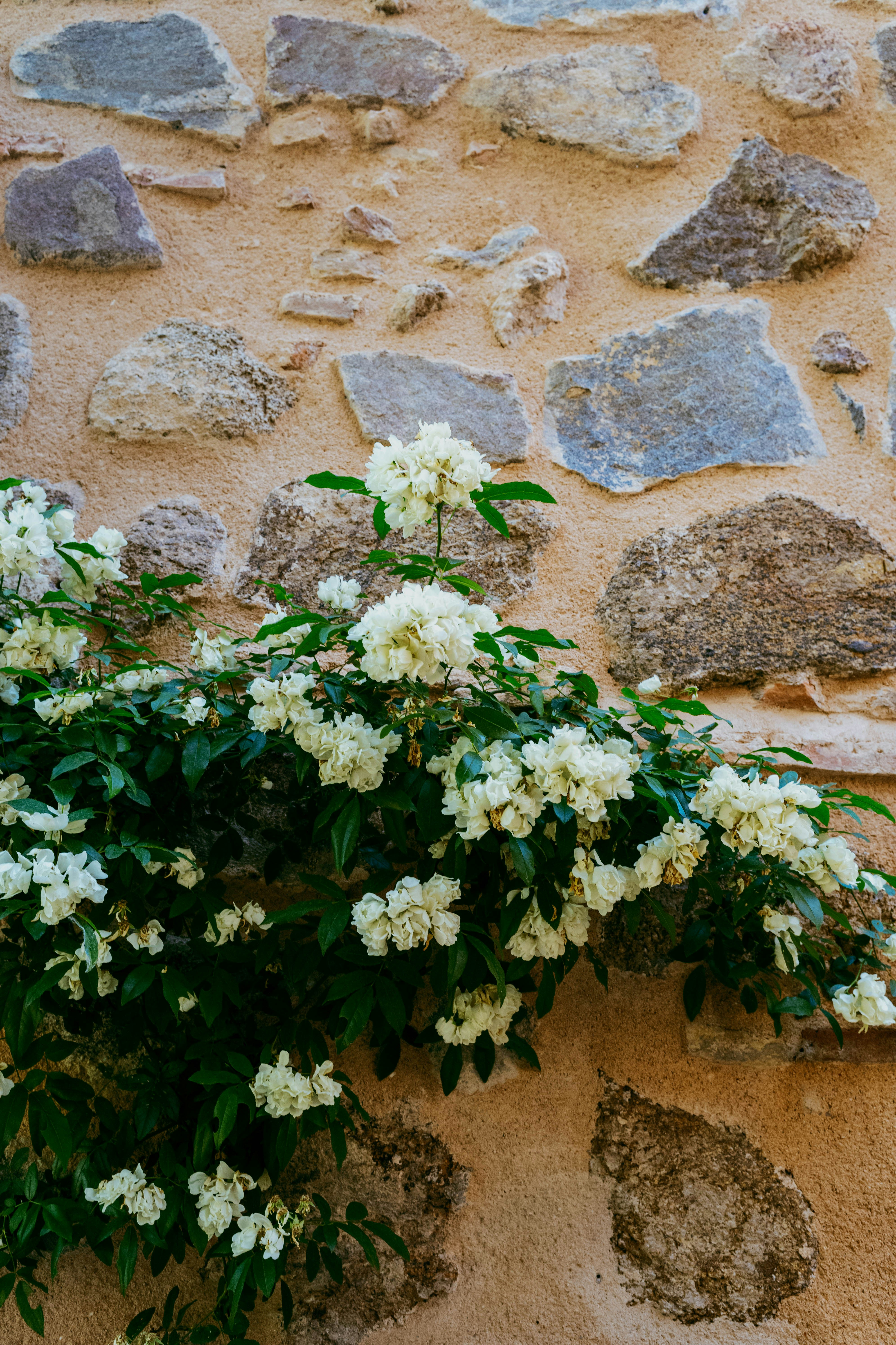 White blossoms against a sunlit stone wall