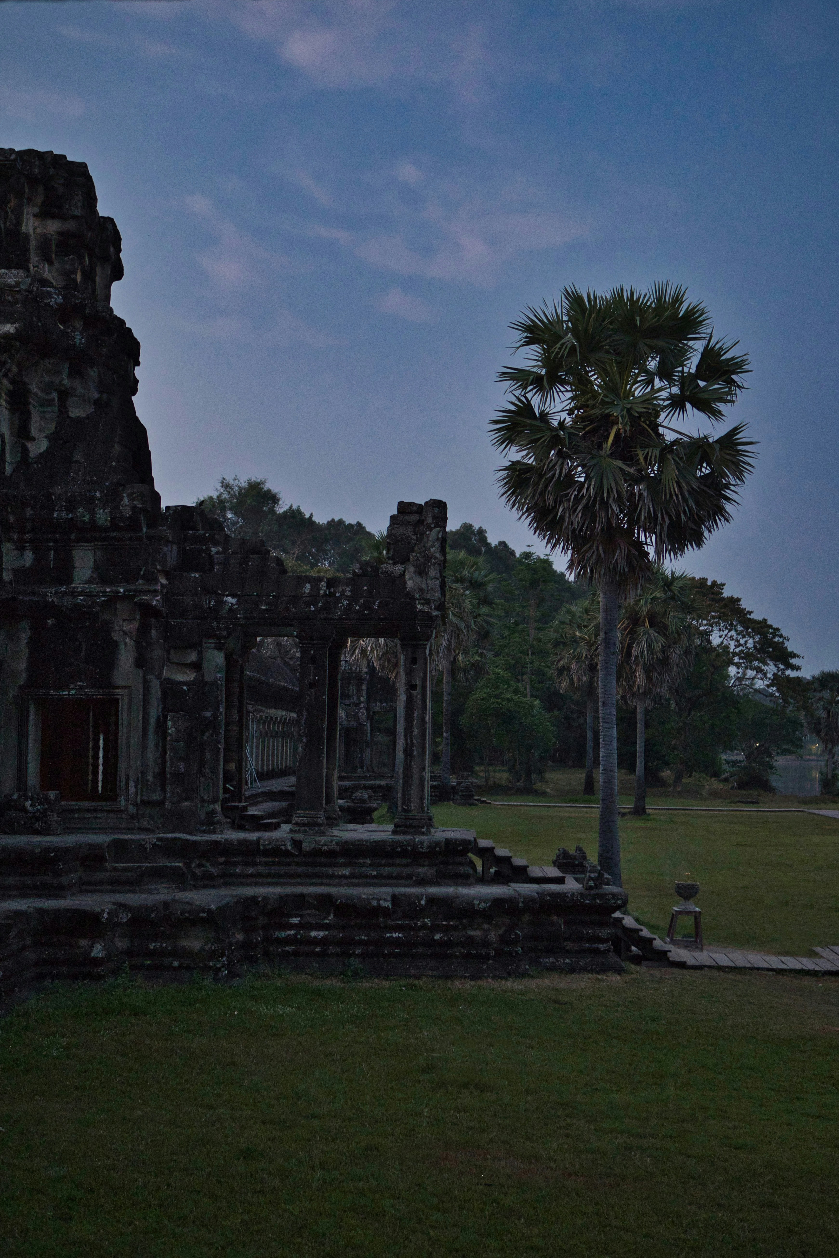 Sunlit Palm Over Ruins: Quiet Grandeur at Angkor