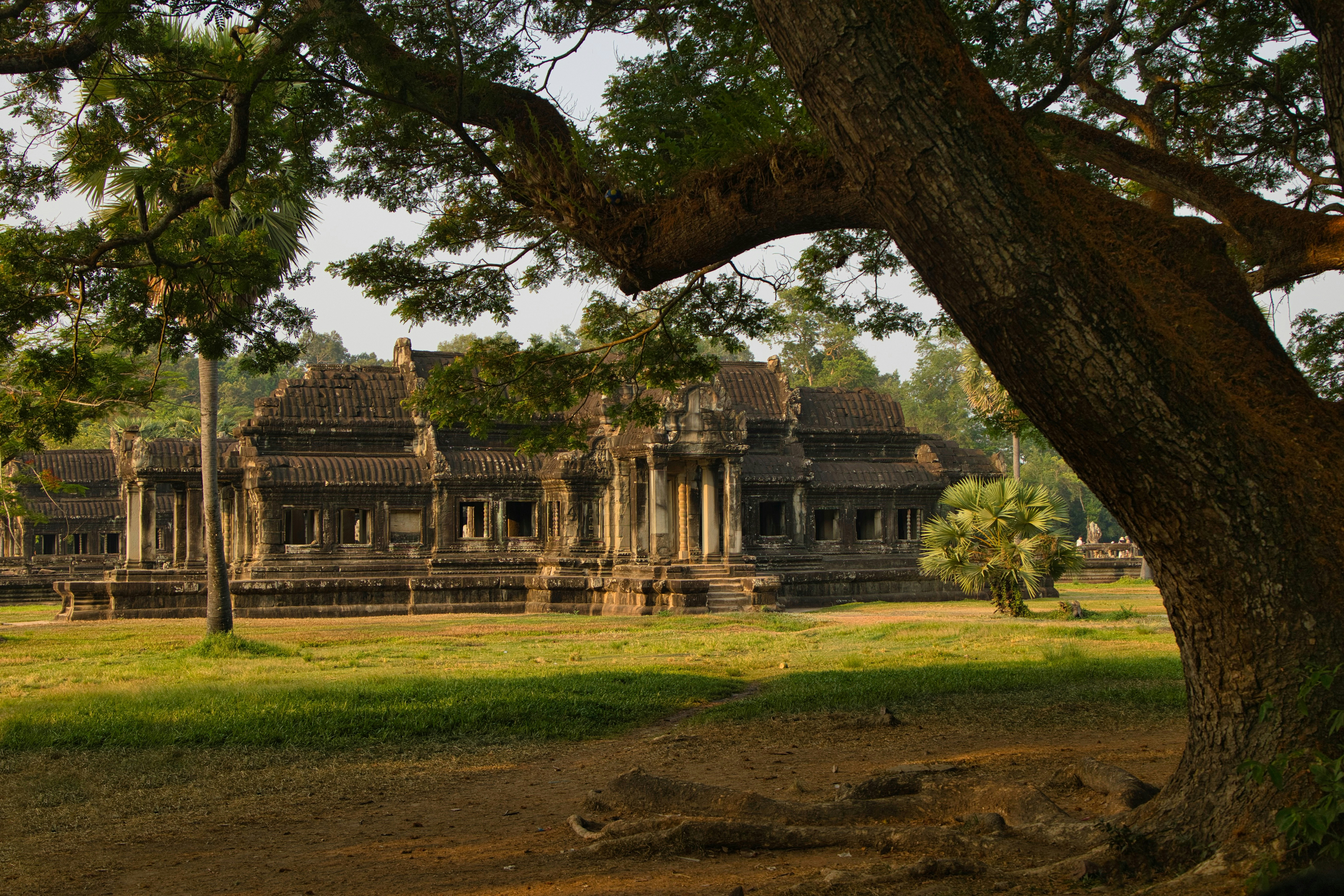 Ancient Temple Courtyard Framed by a Gnarled Tree