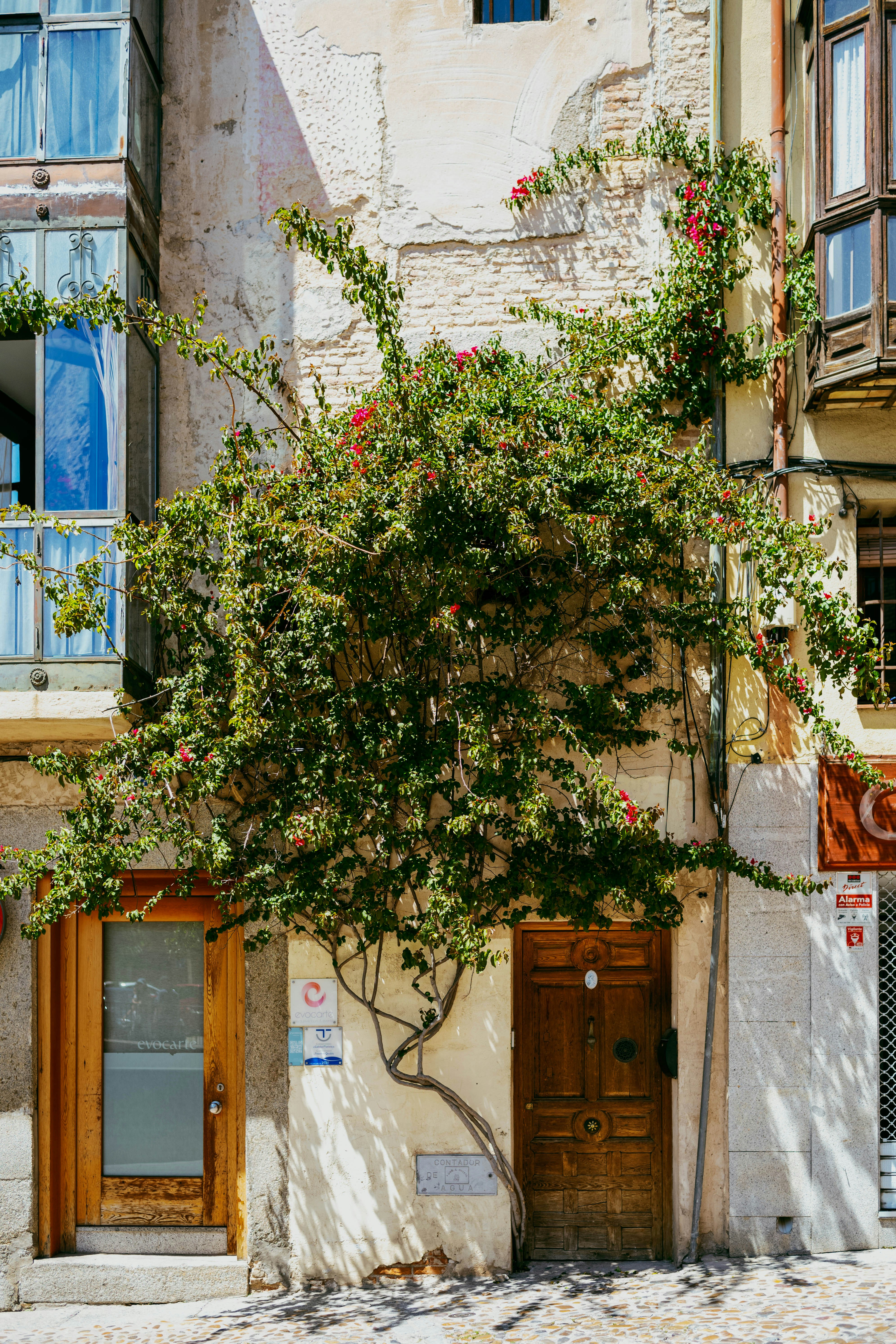 Green vine on an old building with two wooden doors.