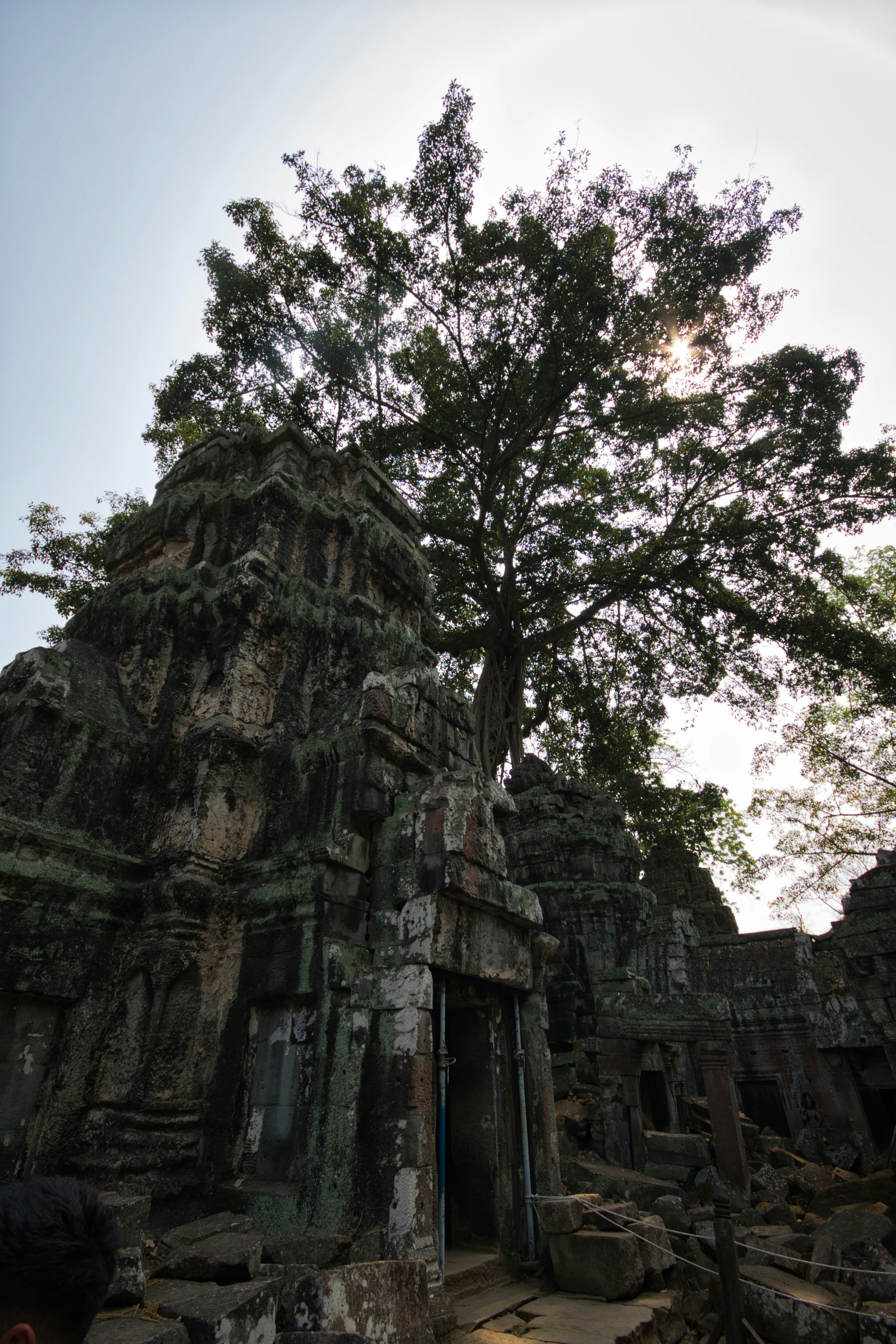 Overgrown Sentinel: A Tree Reclaims a Ancient Stone Facade