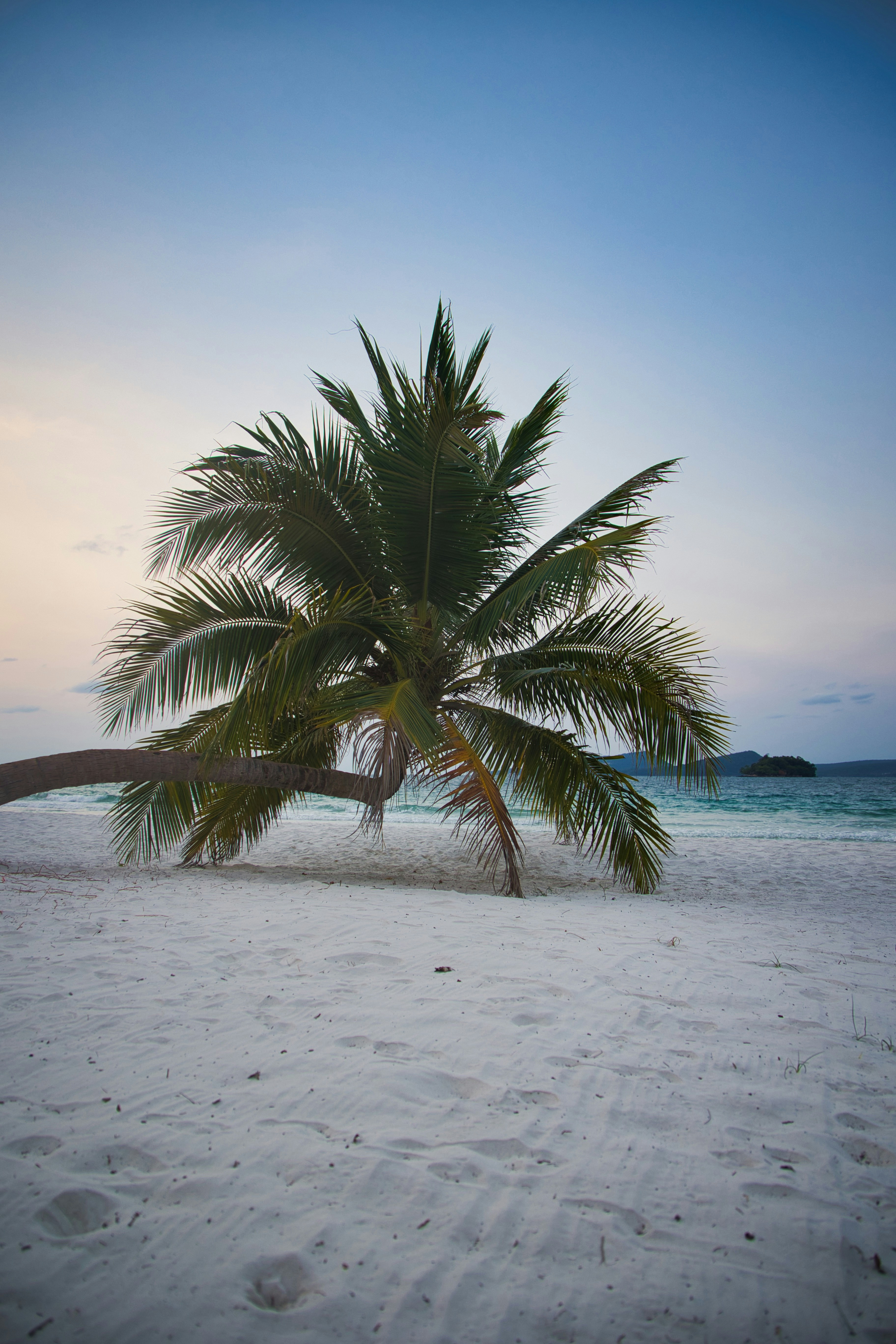Palm Sentinel on Quiet Shore at Dusk