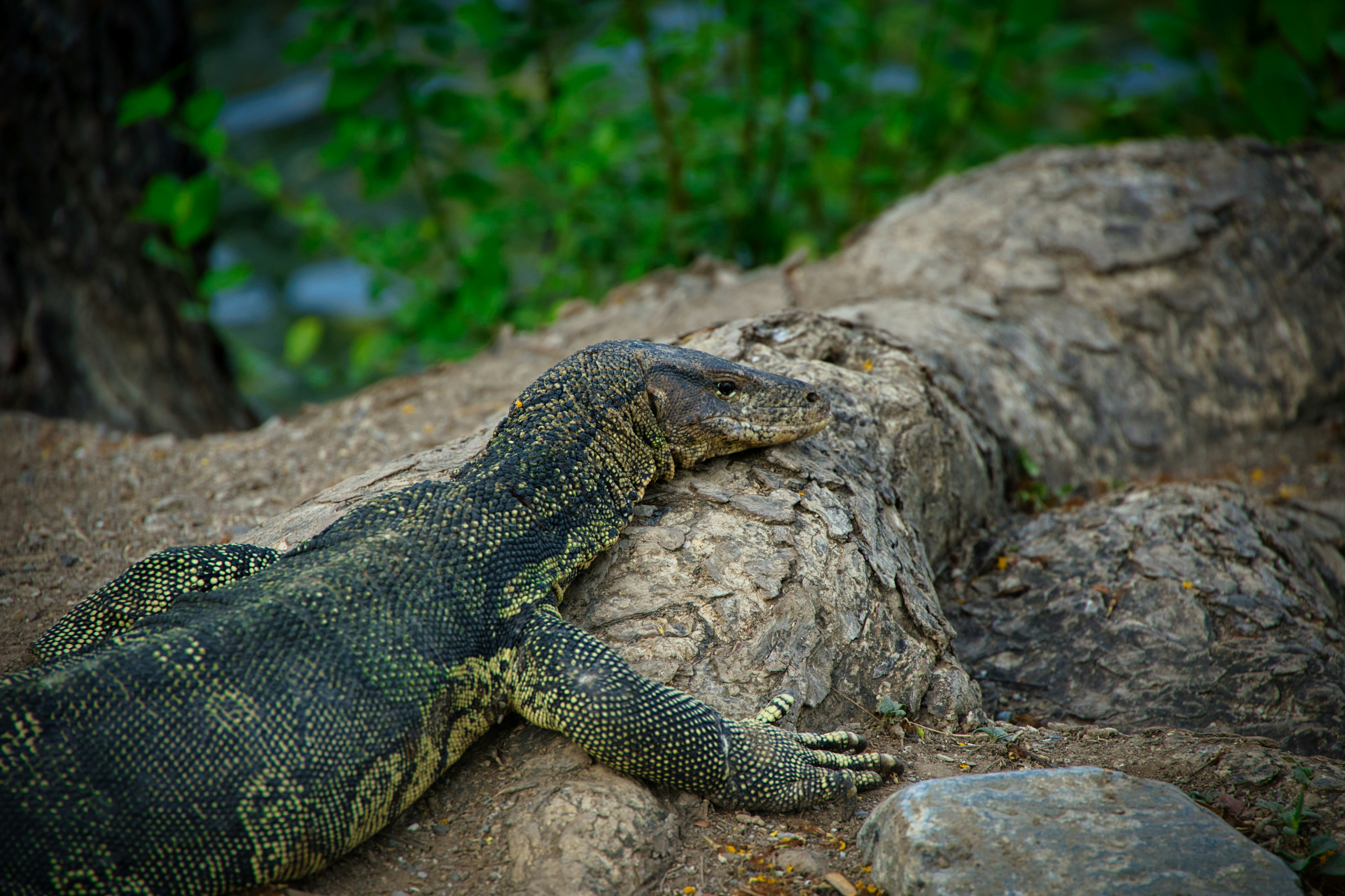 Sunlit Monitor Lizard at Rest on Rough Bark