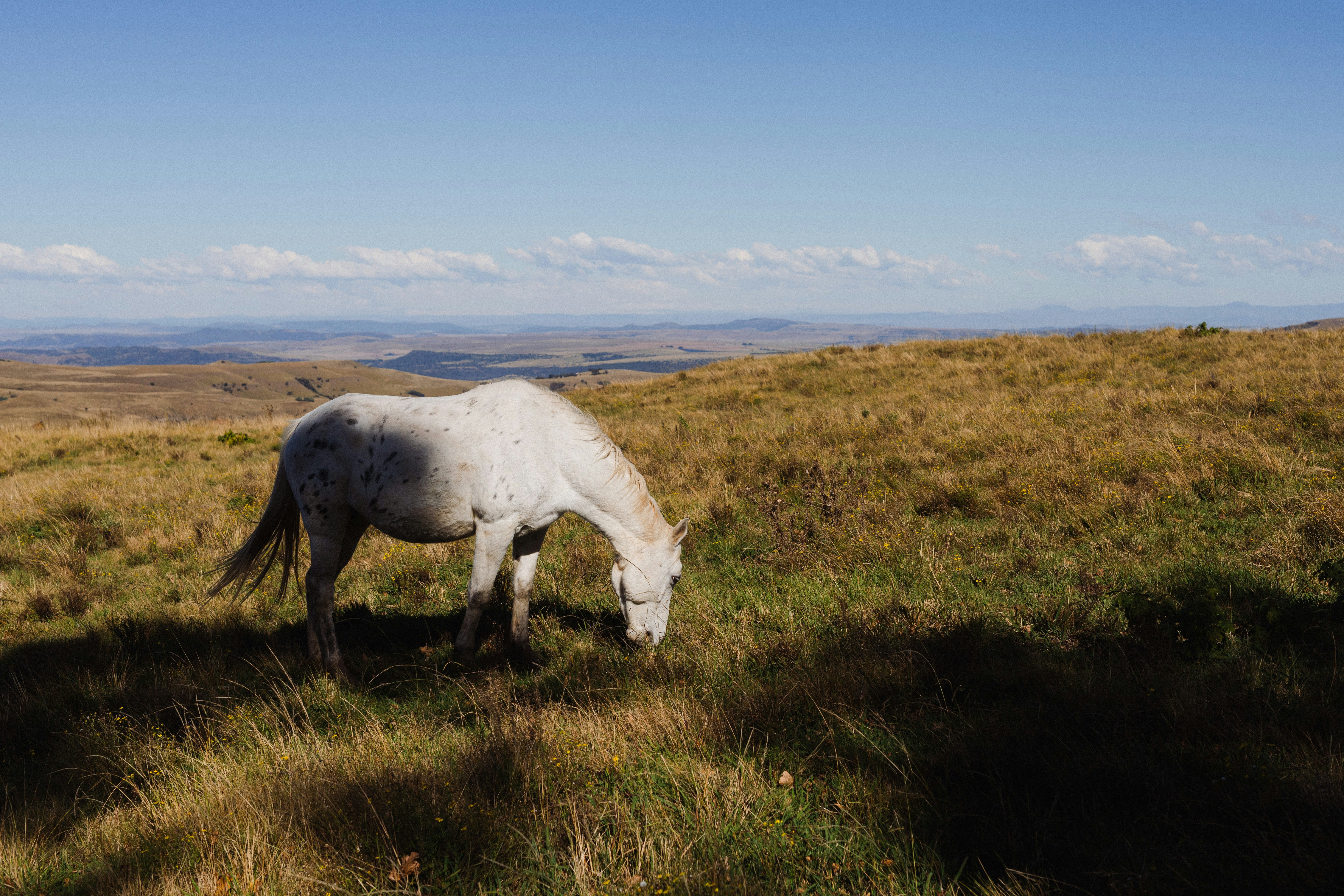 White grazing horse on a sunlit upland under a blue sky