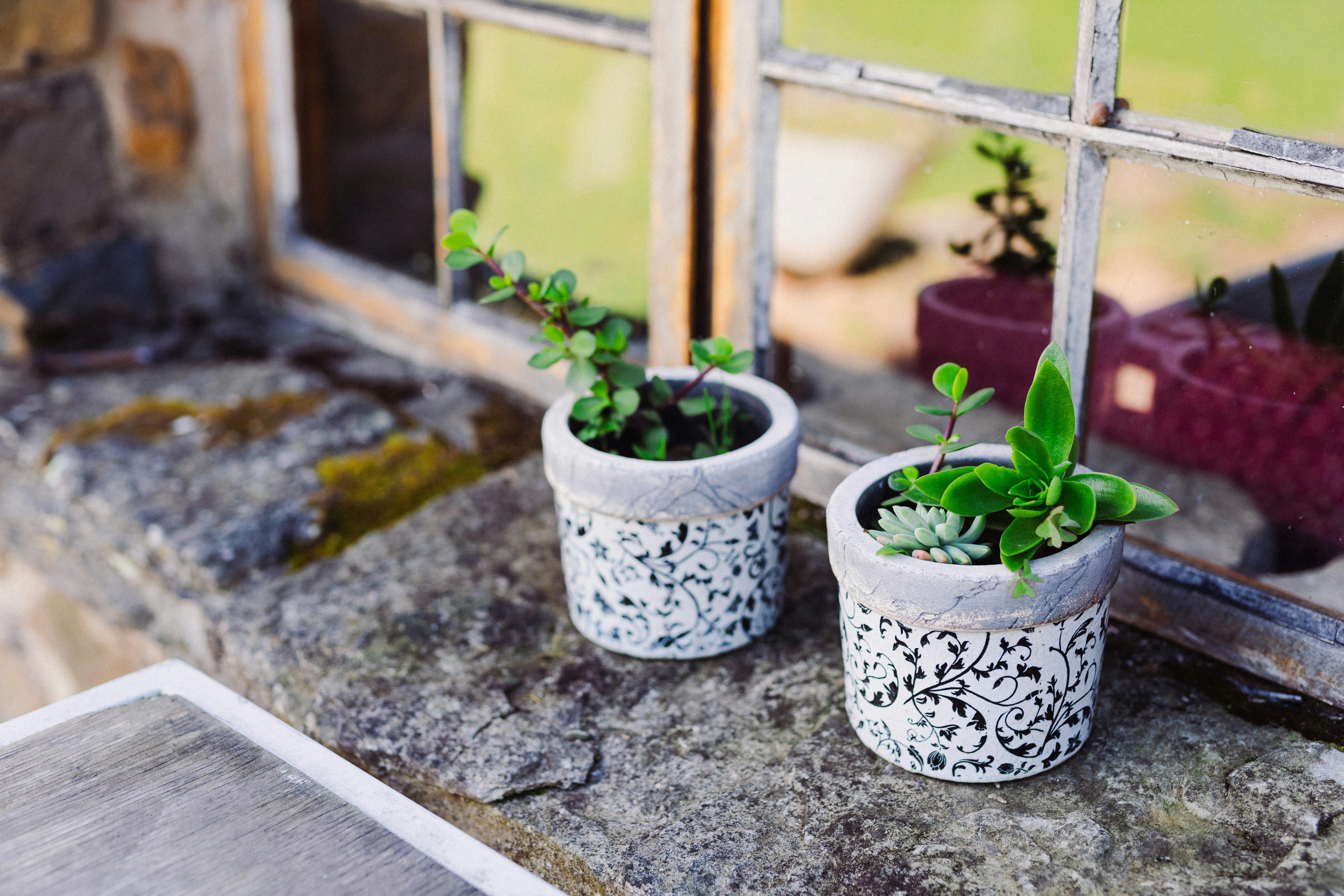 Deserted window ledge with two ornate succulents in bloom