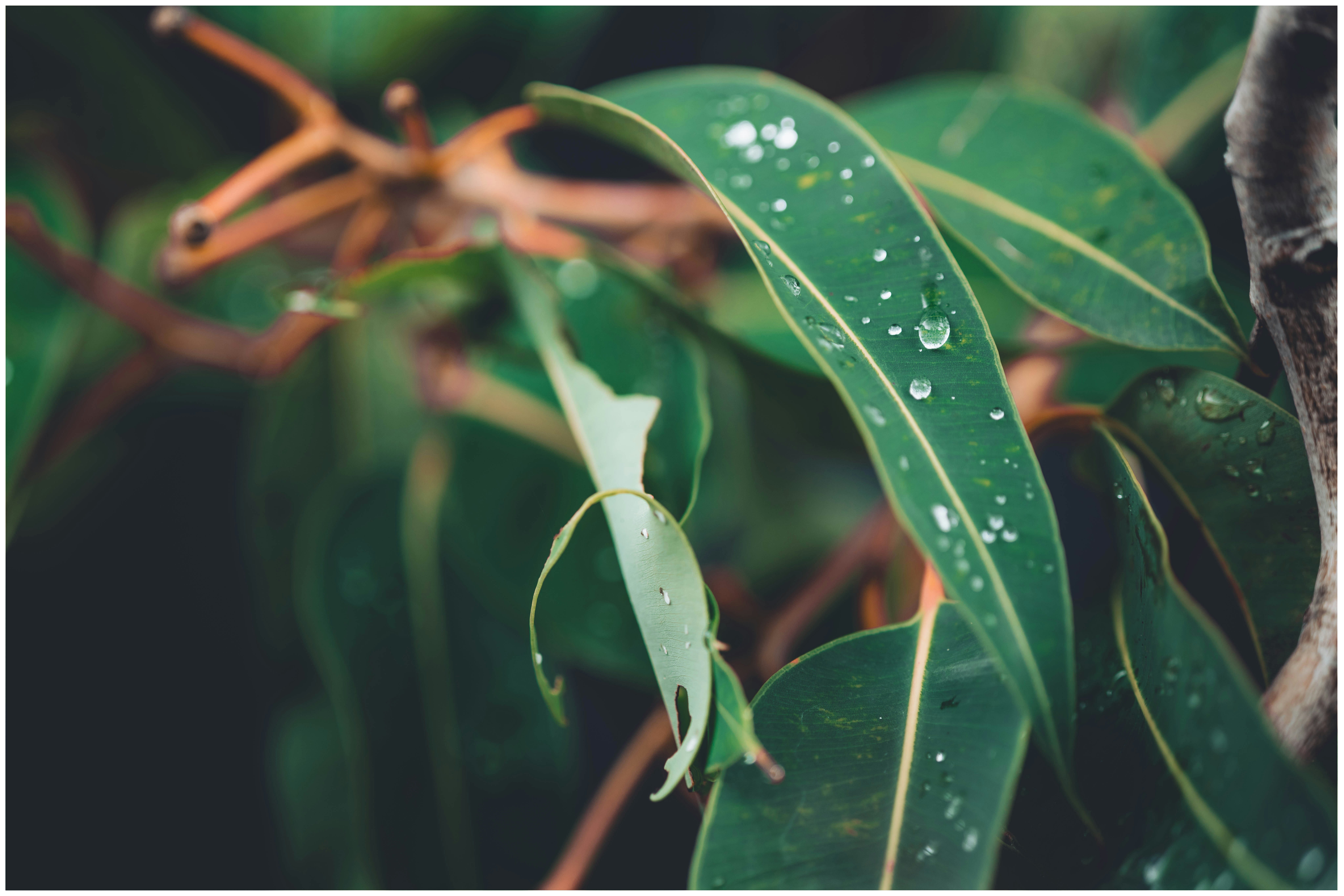 Dew-Kissed Leaves: Quiet Green Close-Up