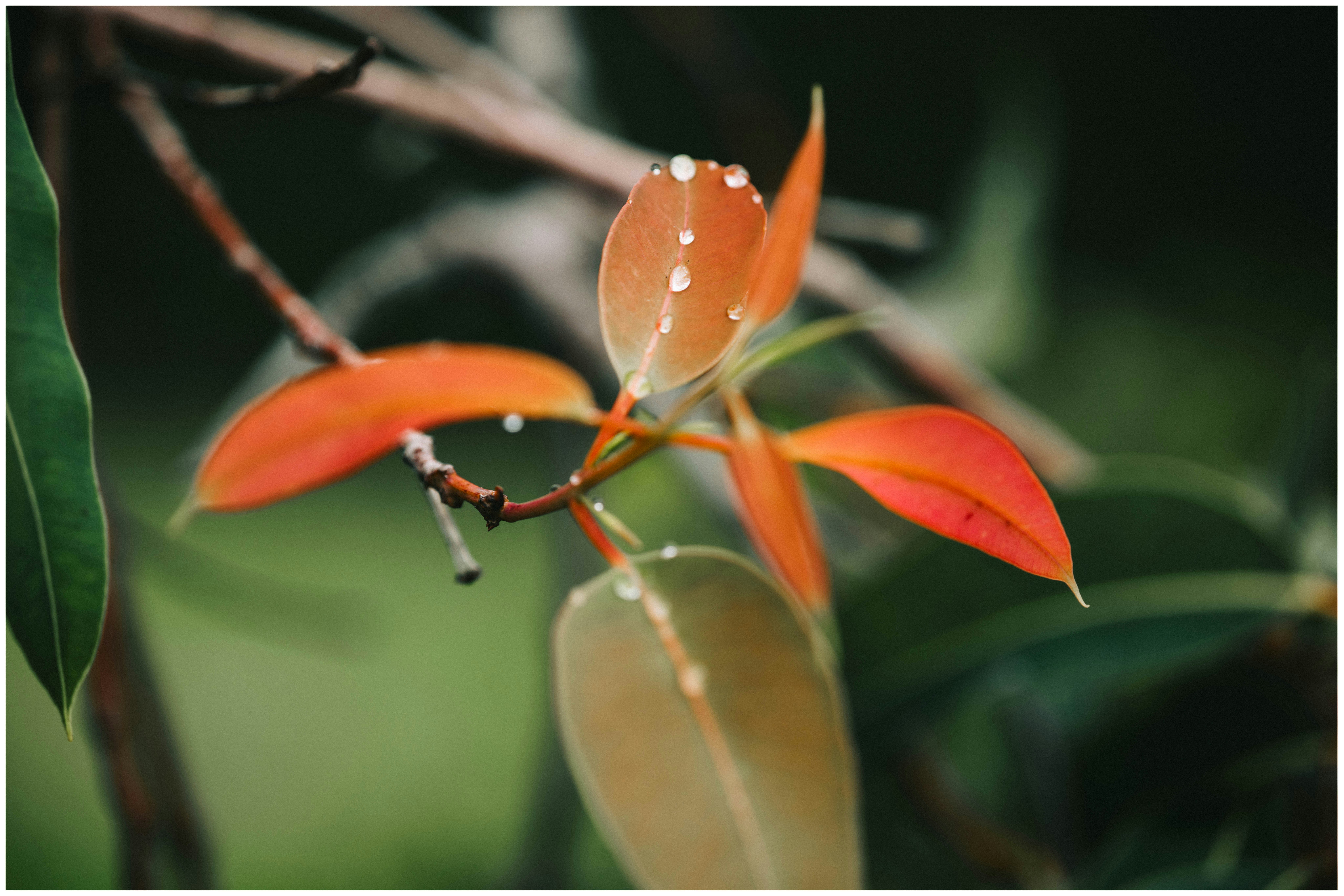 Dew-Kissed Leaflet: Apetures of Orange on a Quiet Branch