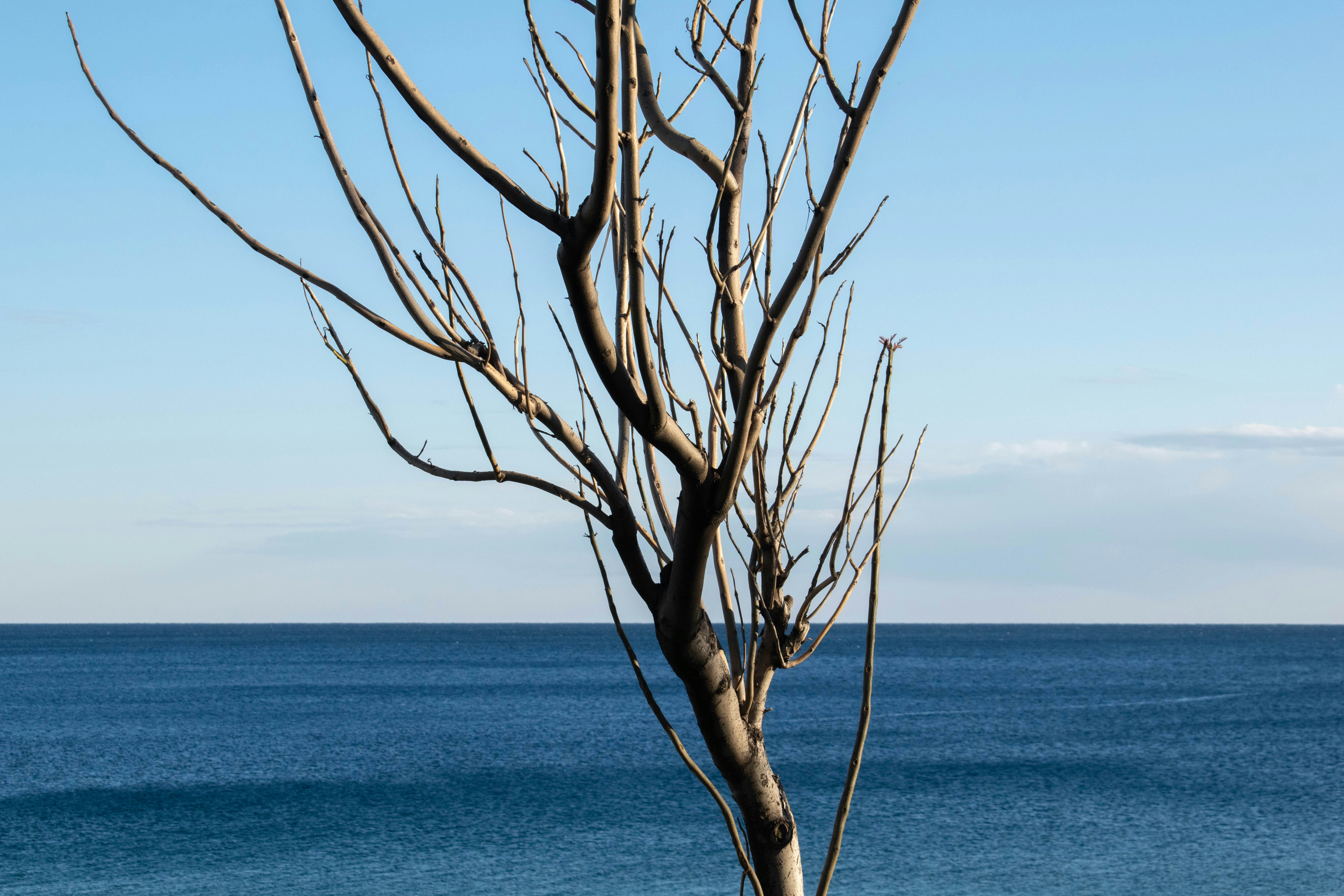 Bare arboreal silhouette against a calm sea horizon