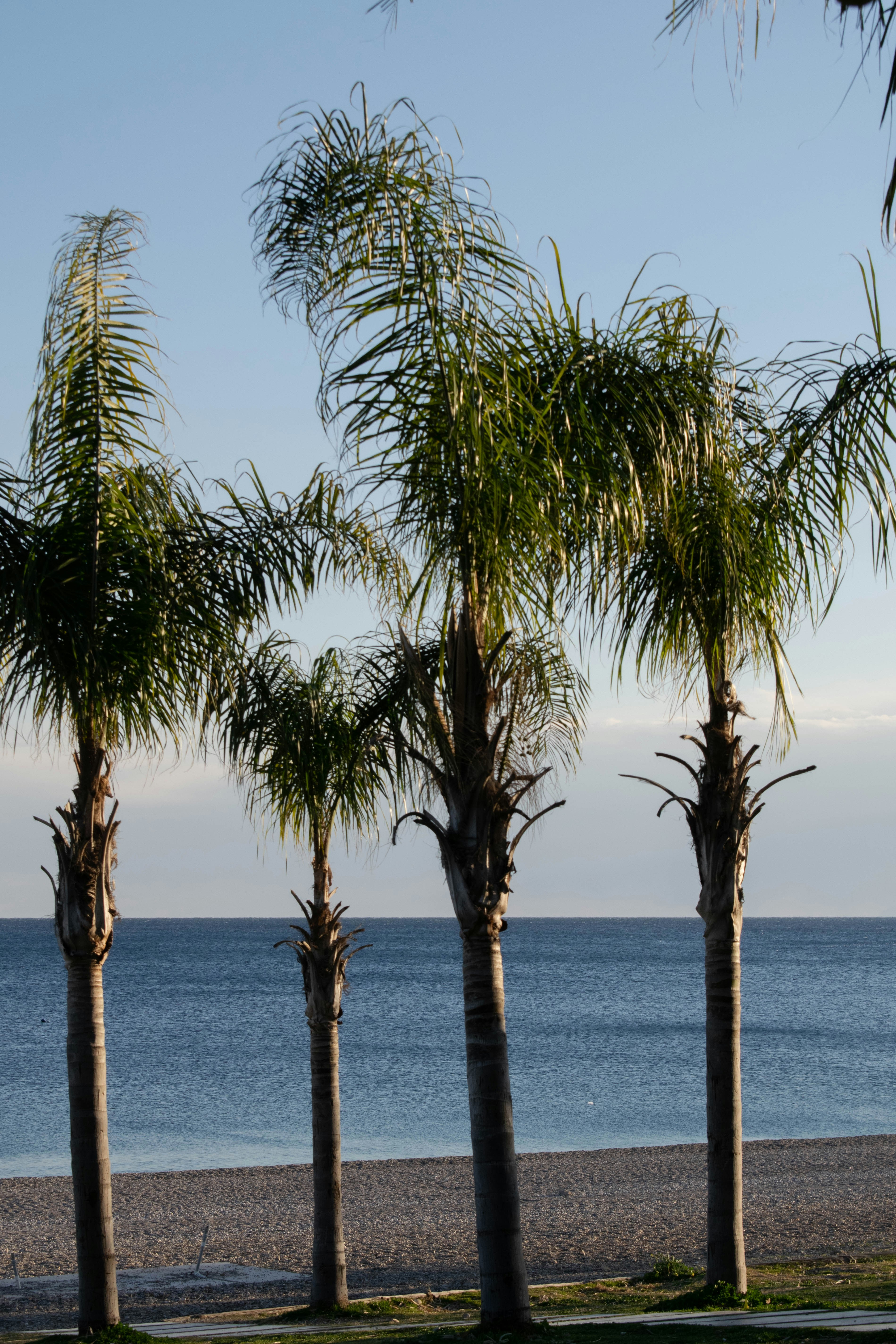 Row of Palm Sentinels Over a Tranquil Beach