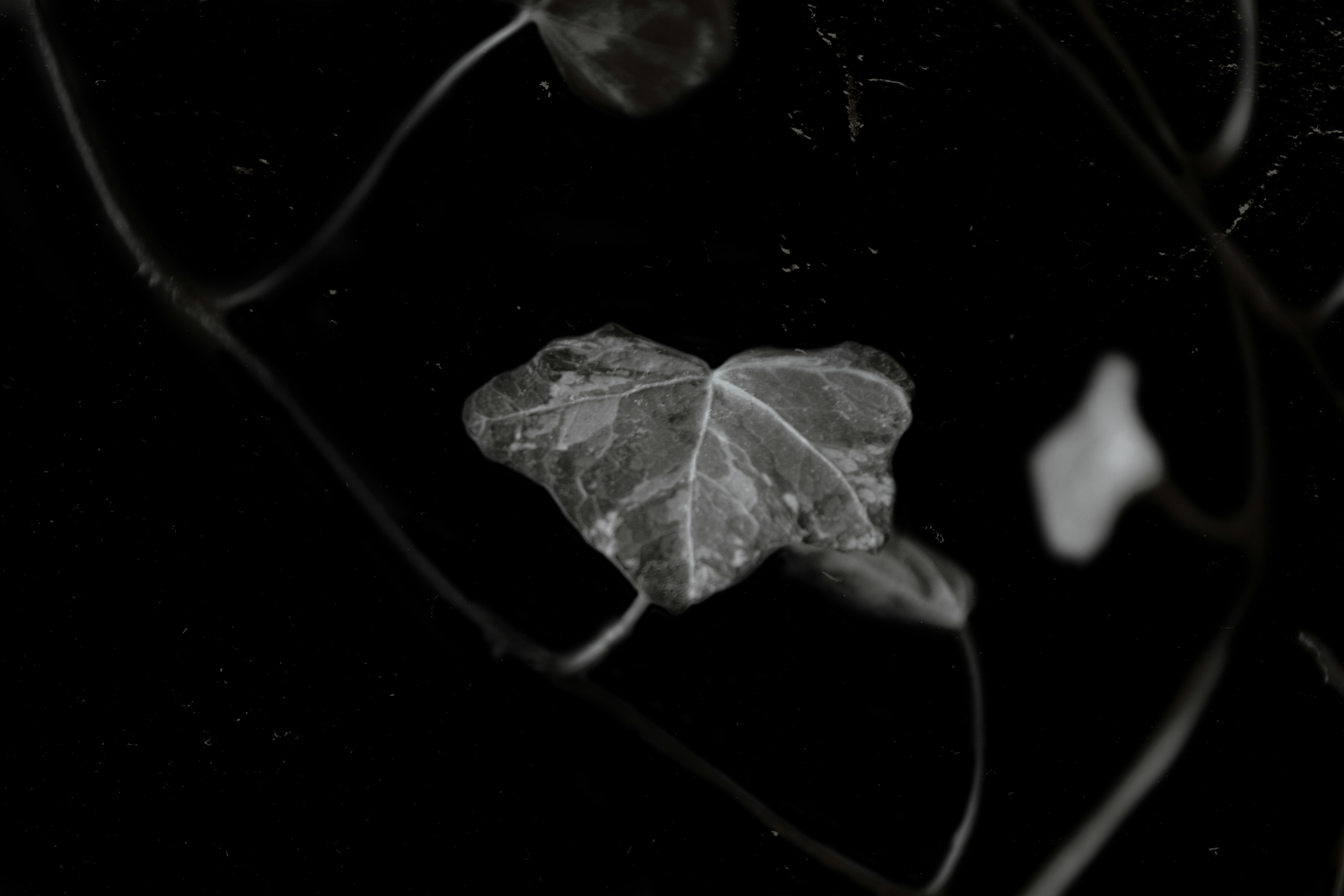 Dark Vein: A solitary ivy leaf centers a silent night