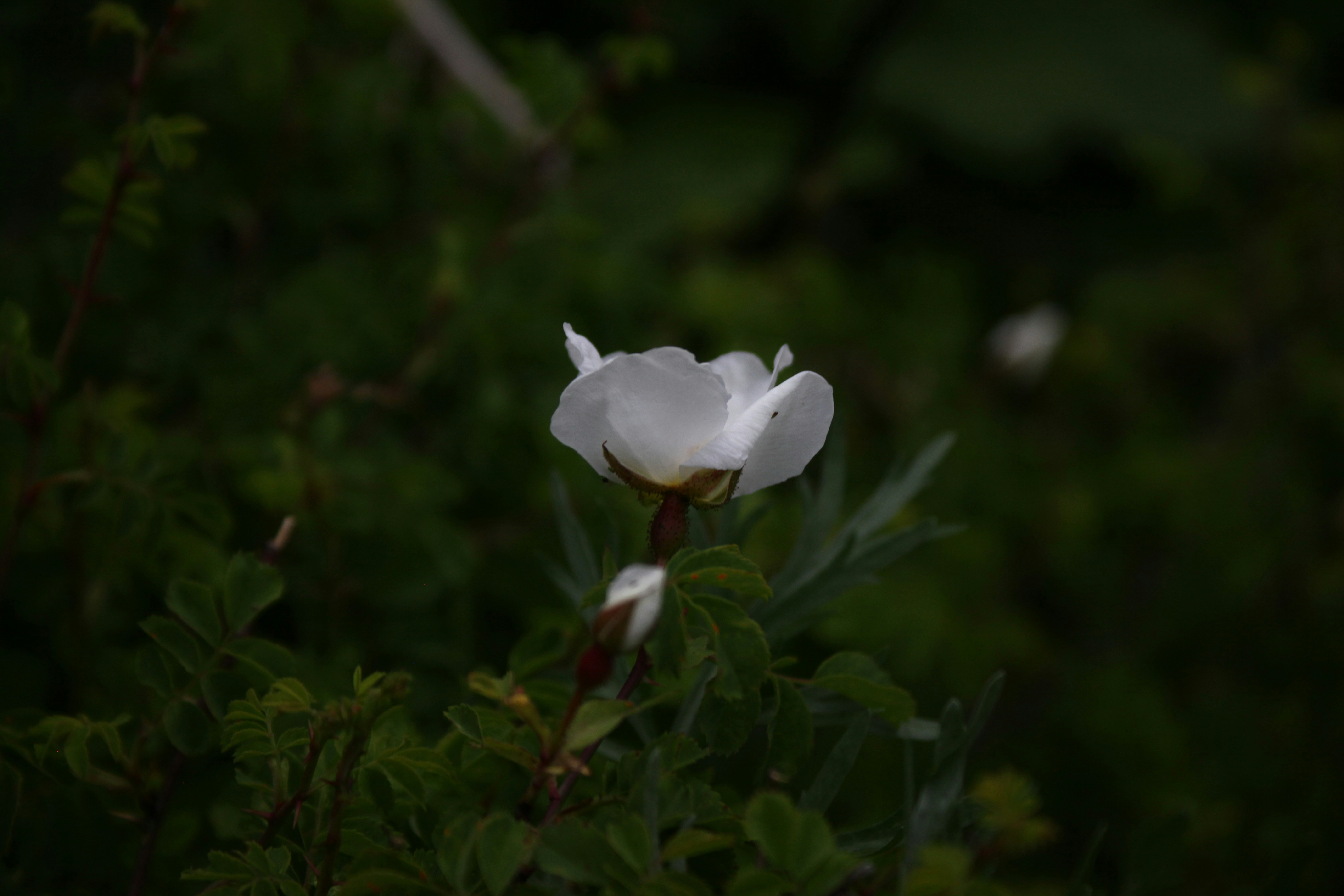 Whispering White Bloom in a Quiet Garden