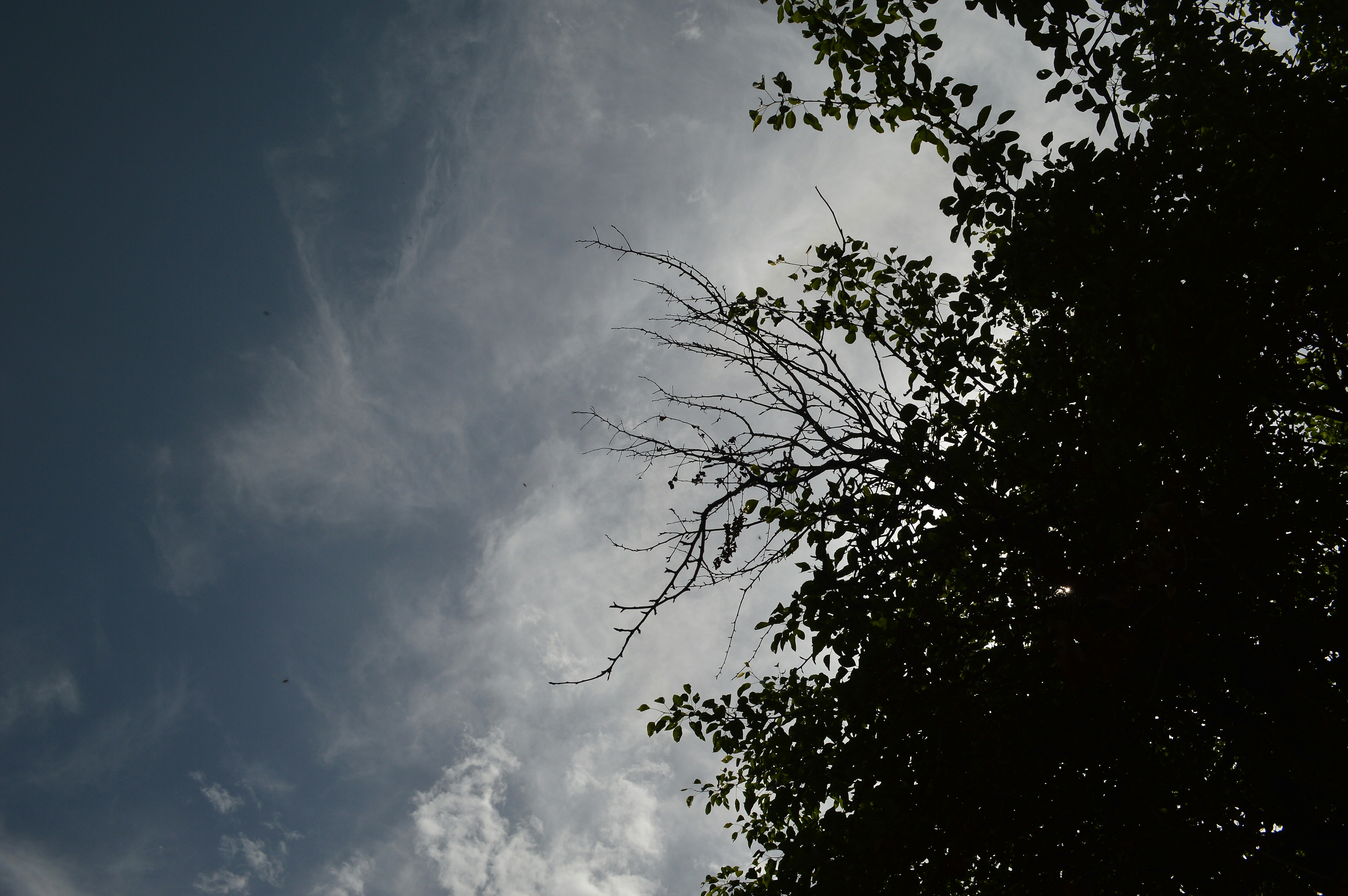 Skyward Veil: Branches Edge the Quiet Blue