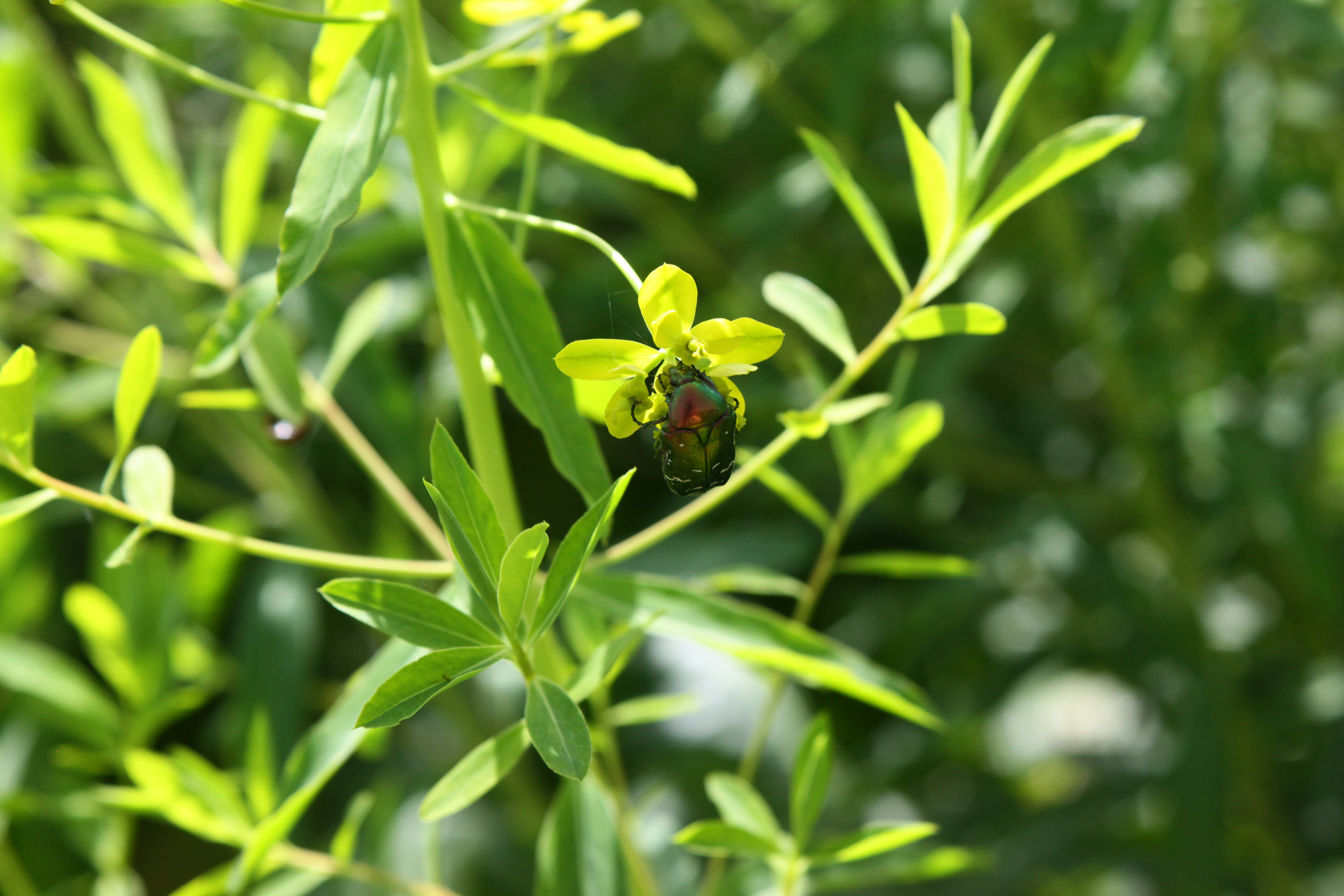 Bright Flora with Yellow Flower Amid Green Tendrils
