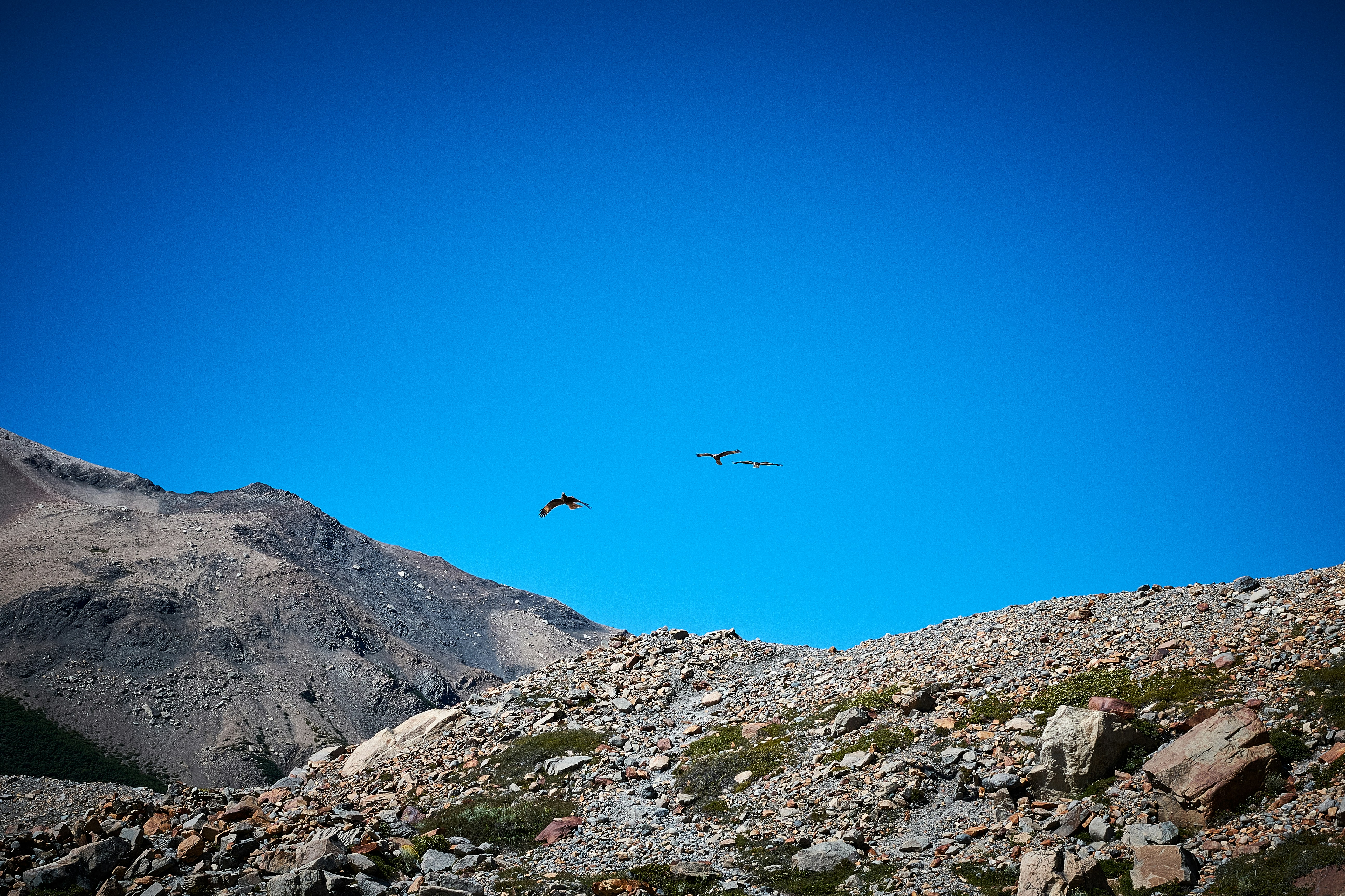 Highland Flight: Two Gulls Over a Rugged Glacial Plain