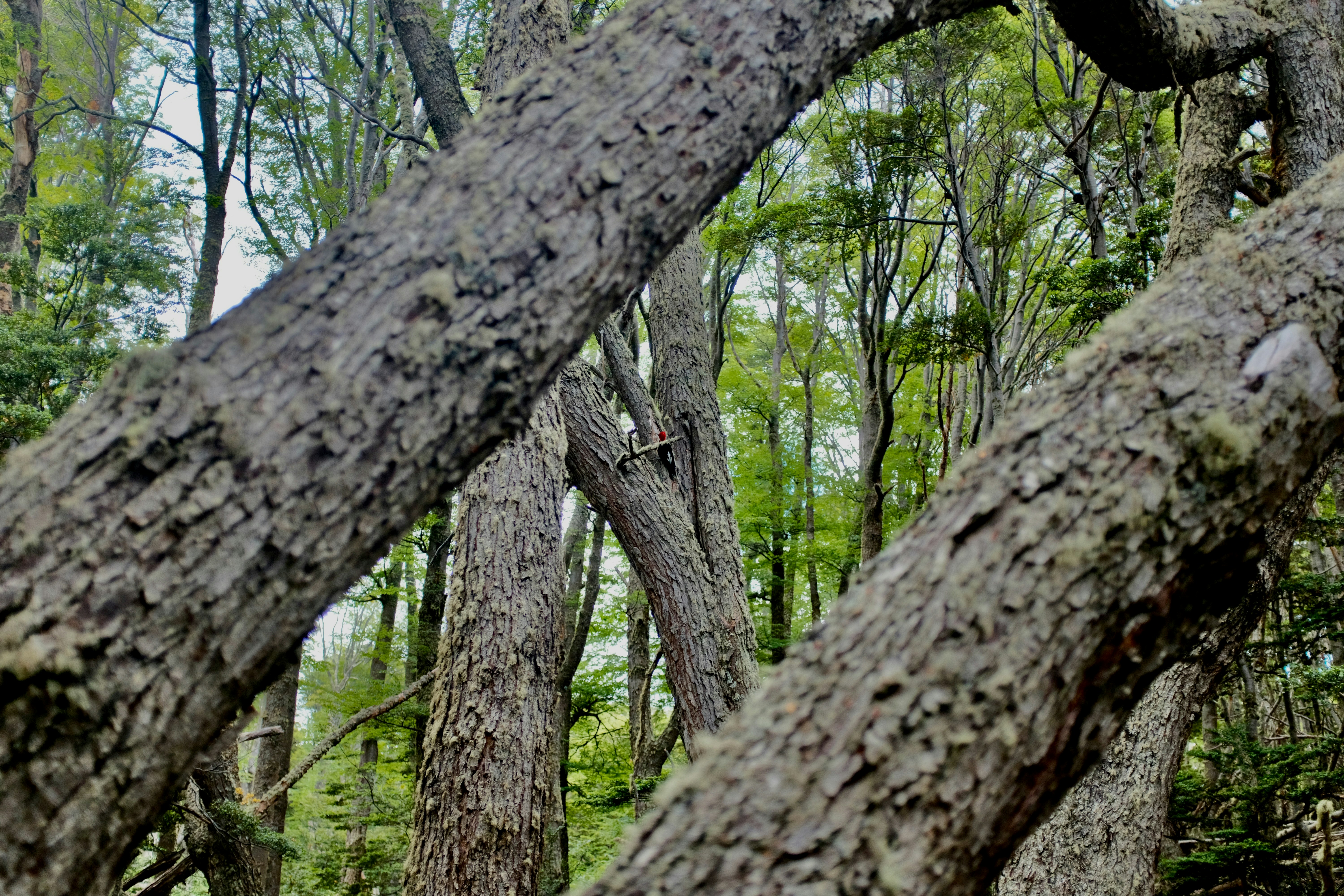 Forest Interlacing: A Tangle of Ancient Bark