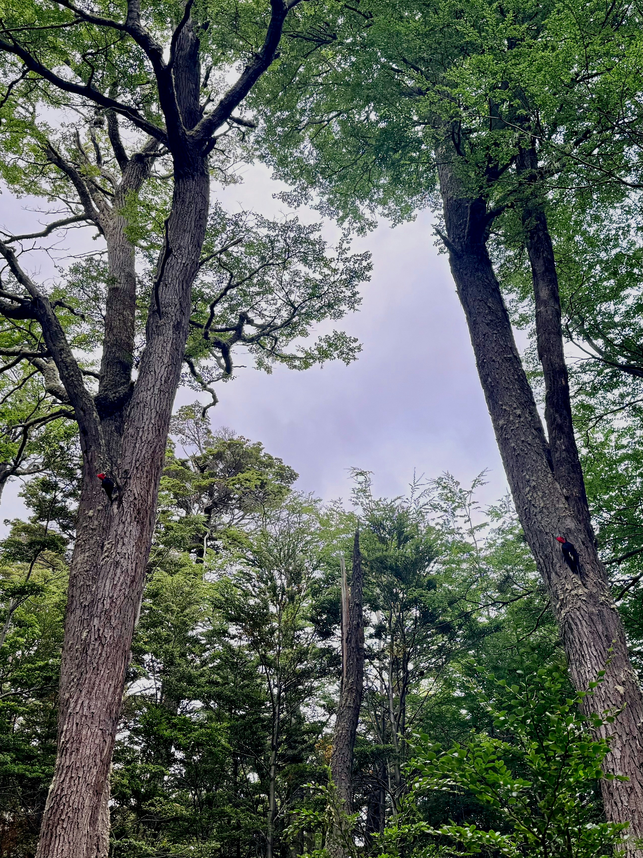 Forests of Quiet Giants Reach Toward a Pale Sky