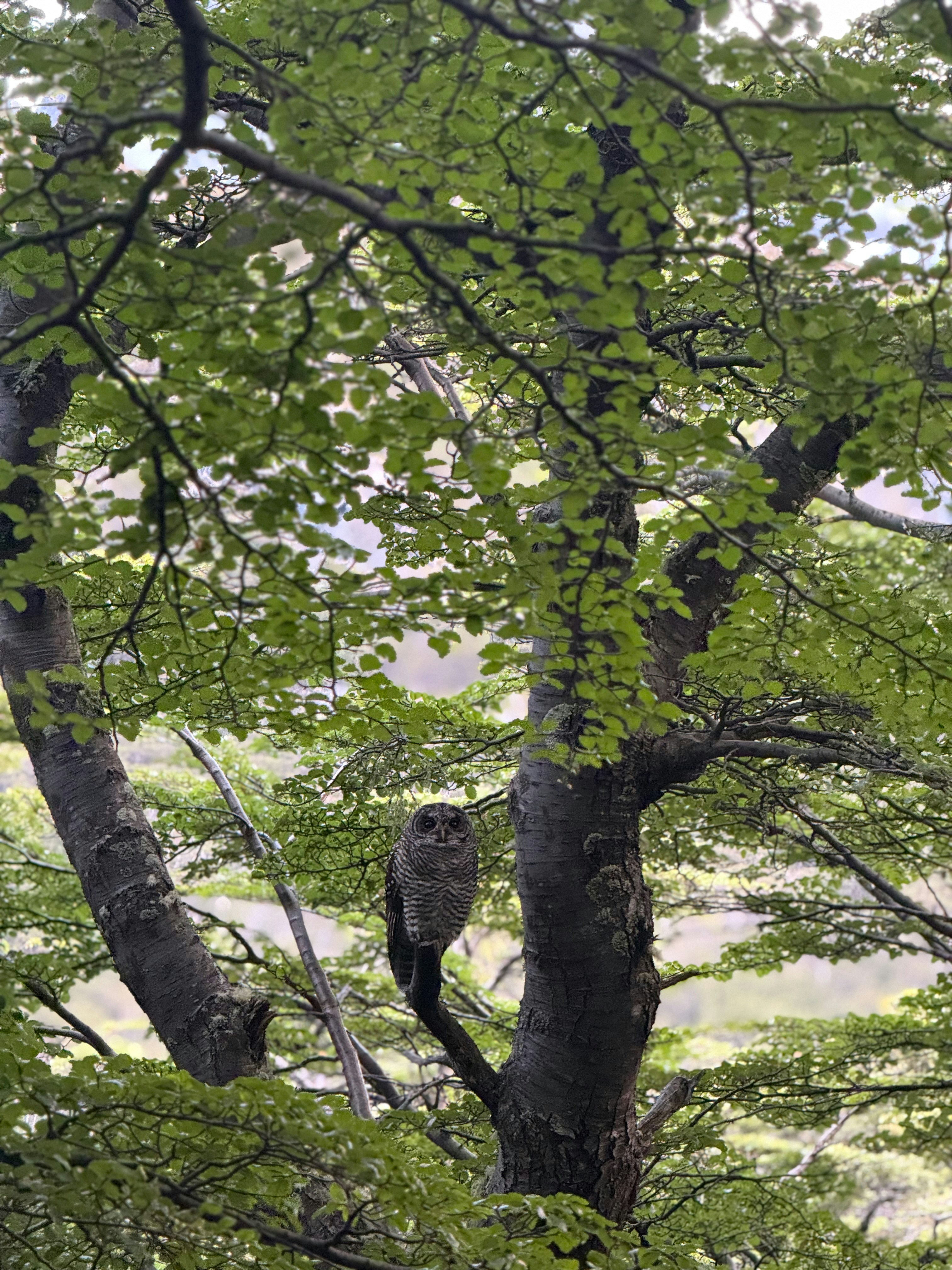 An owl perches on a tree branch amidst green foliage.