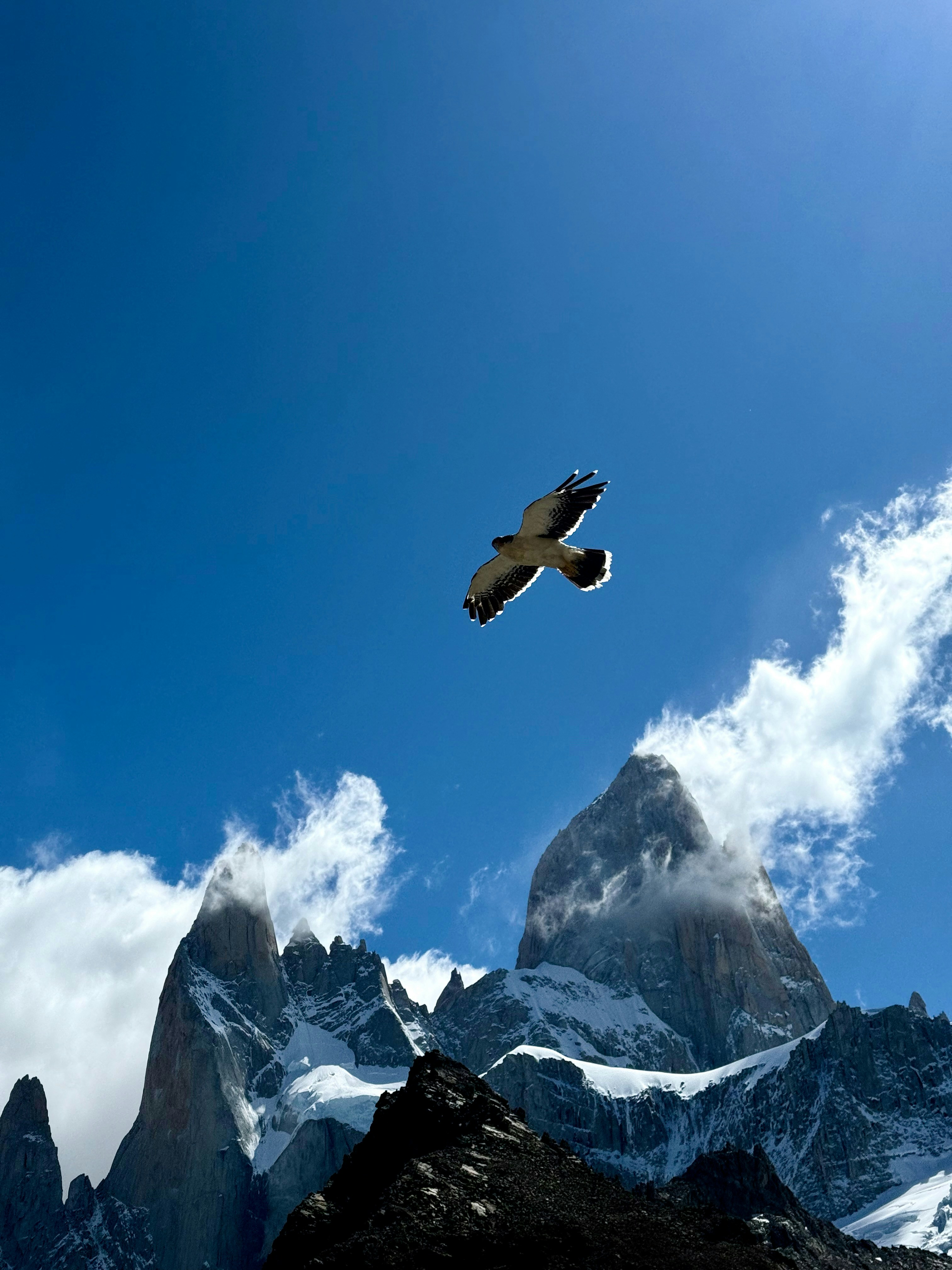 Bird flying over snow-capped mountains under a clear blue sky.
