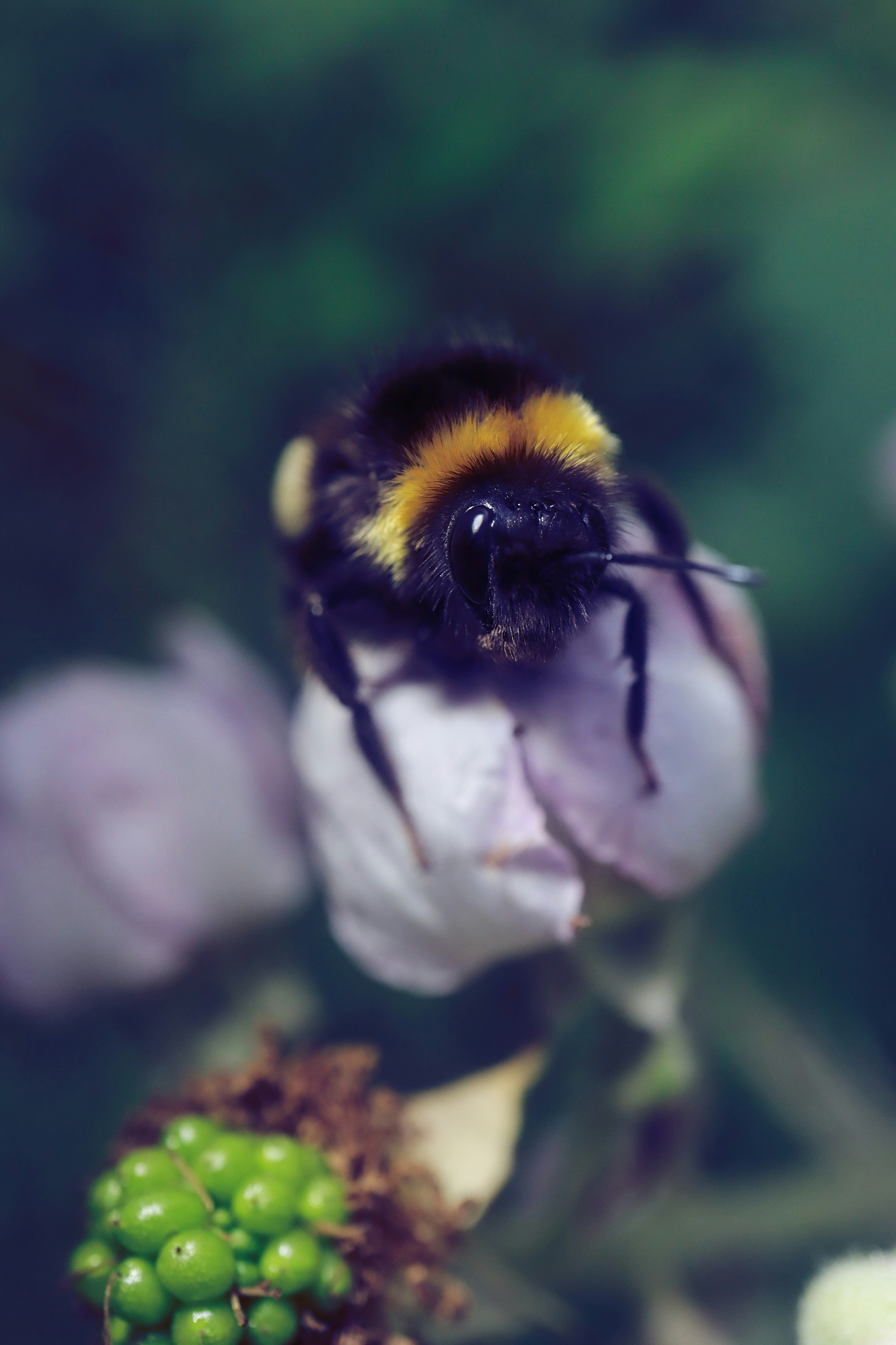 A Bumblebee's Close-Up on Nectar Ridge