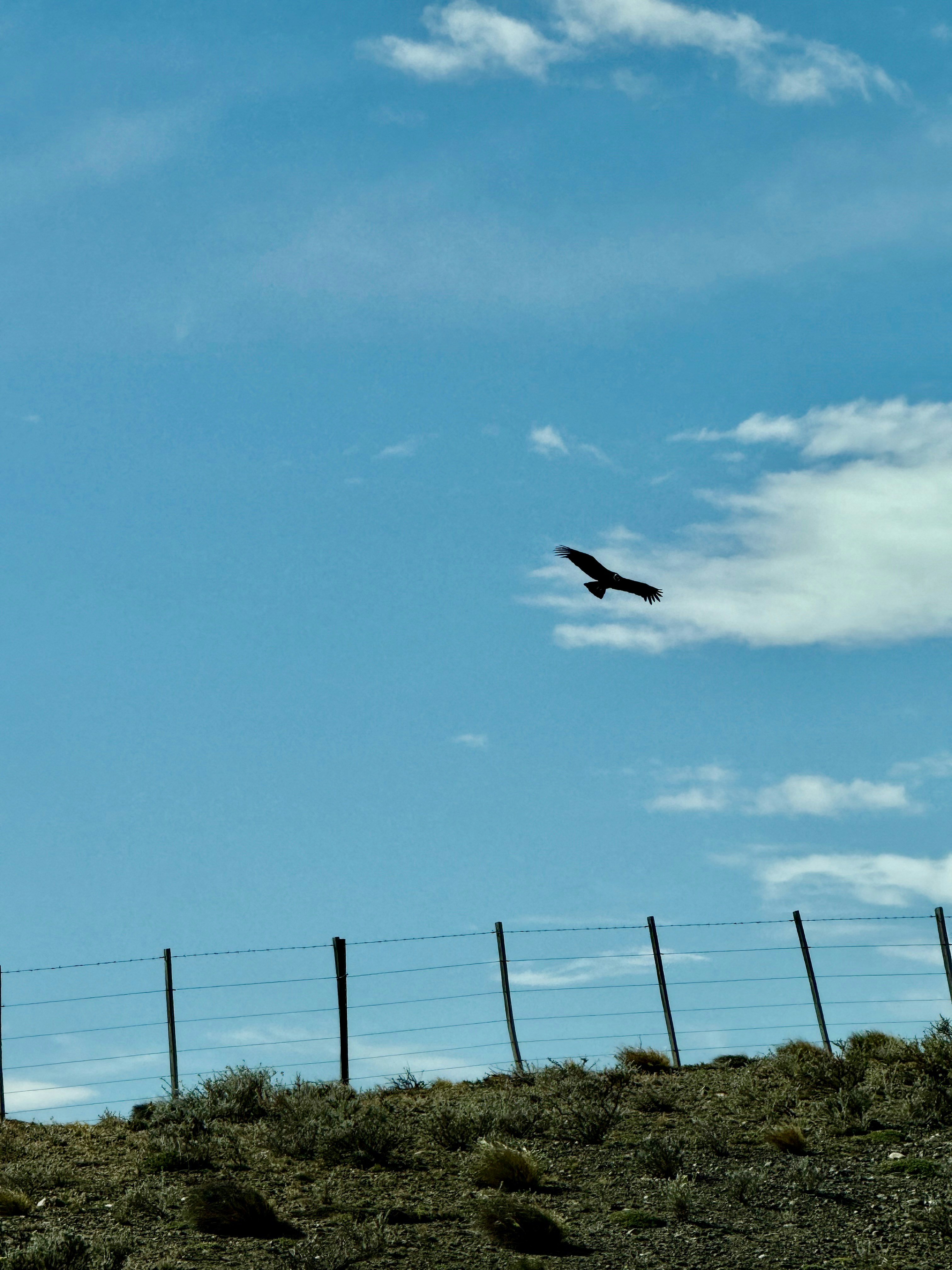 Soaring Silhouette over the Dune Fence