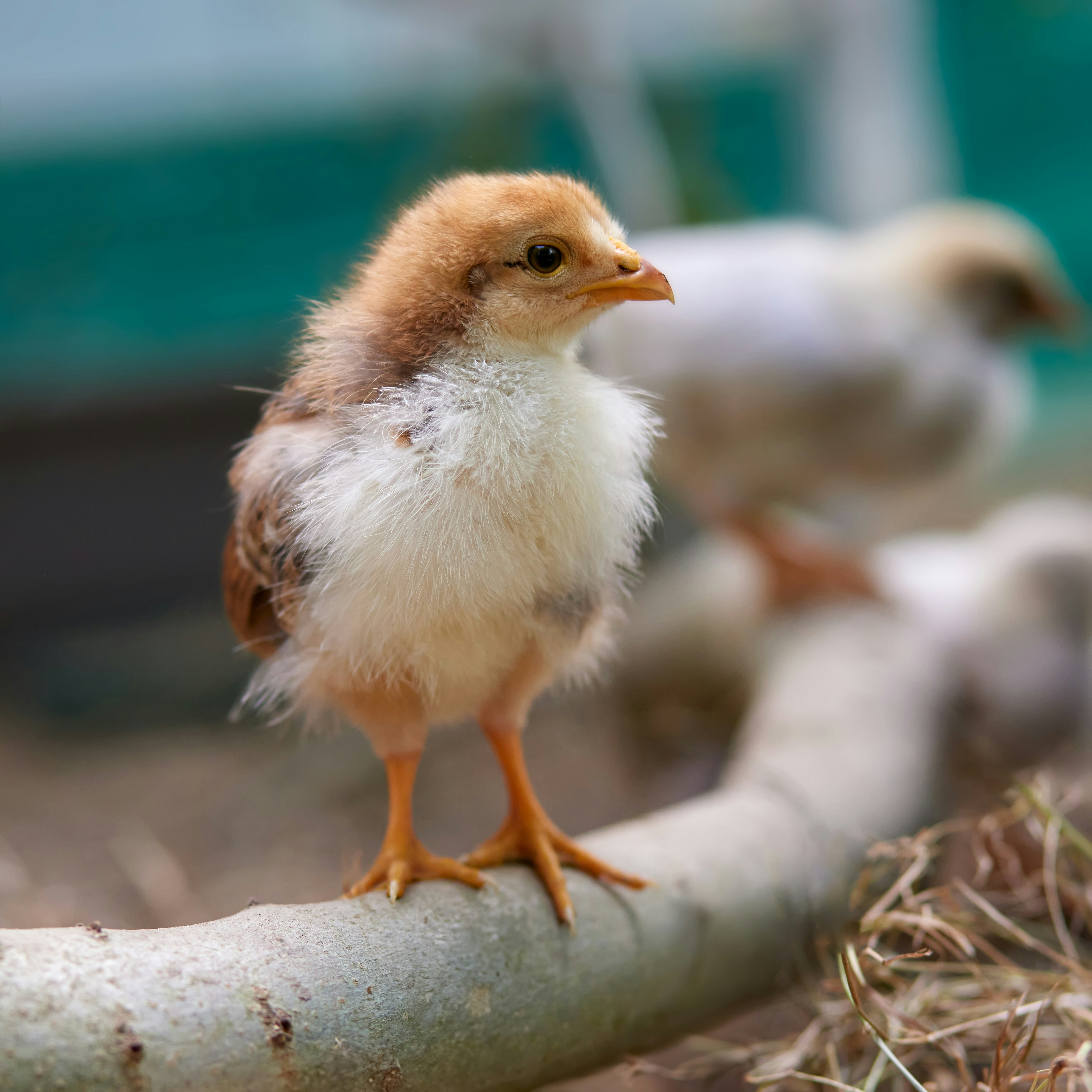 Fresh Perch, Bright Future: A Chick on a Branch