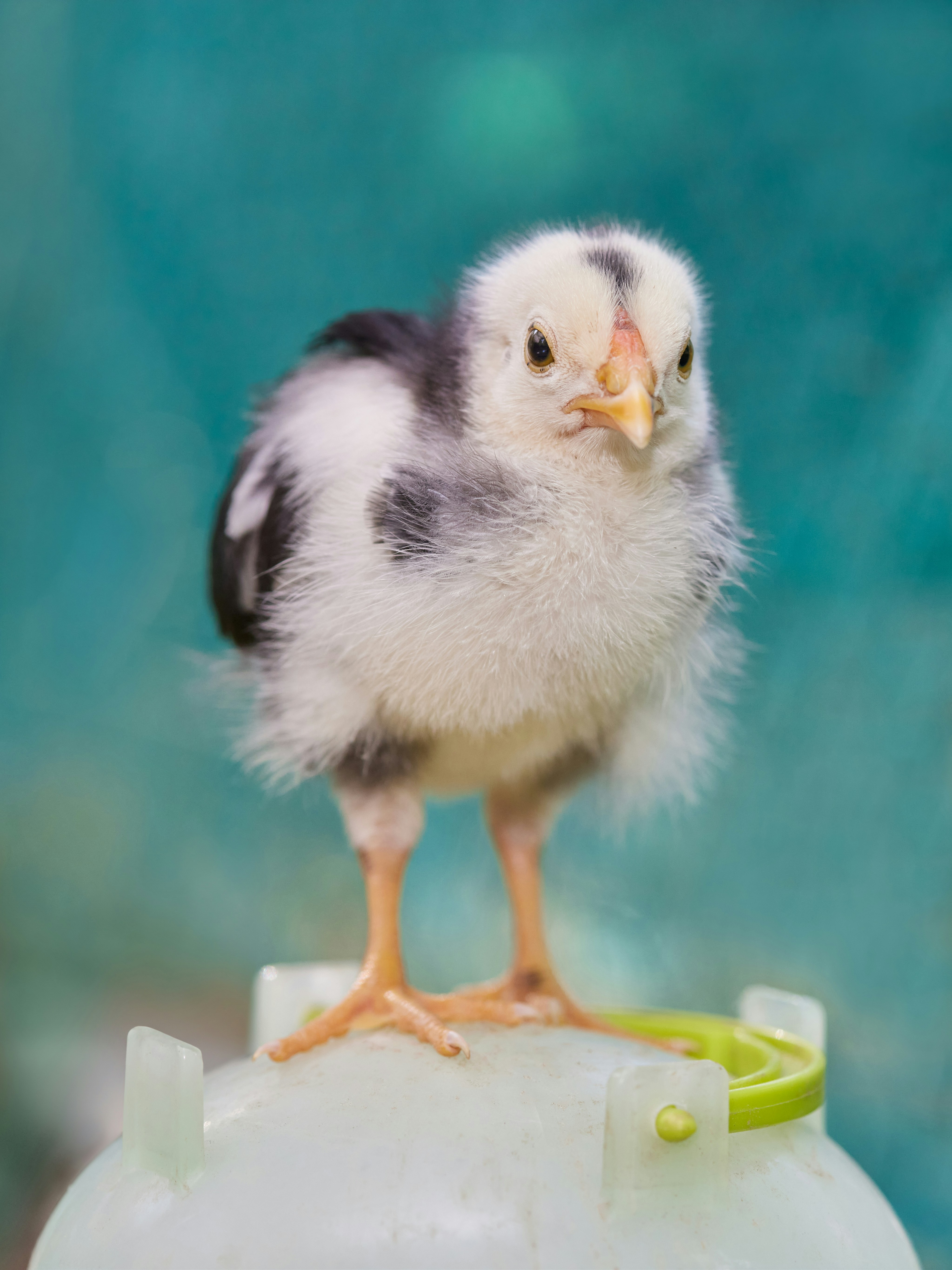 Curious Sprout of Spring: A Chick in Focus