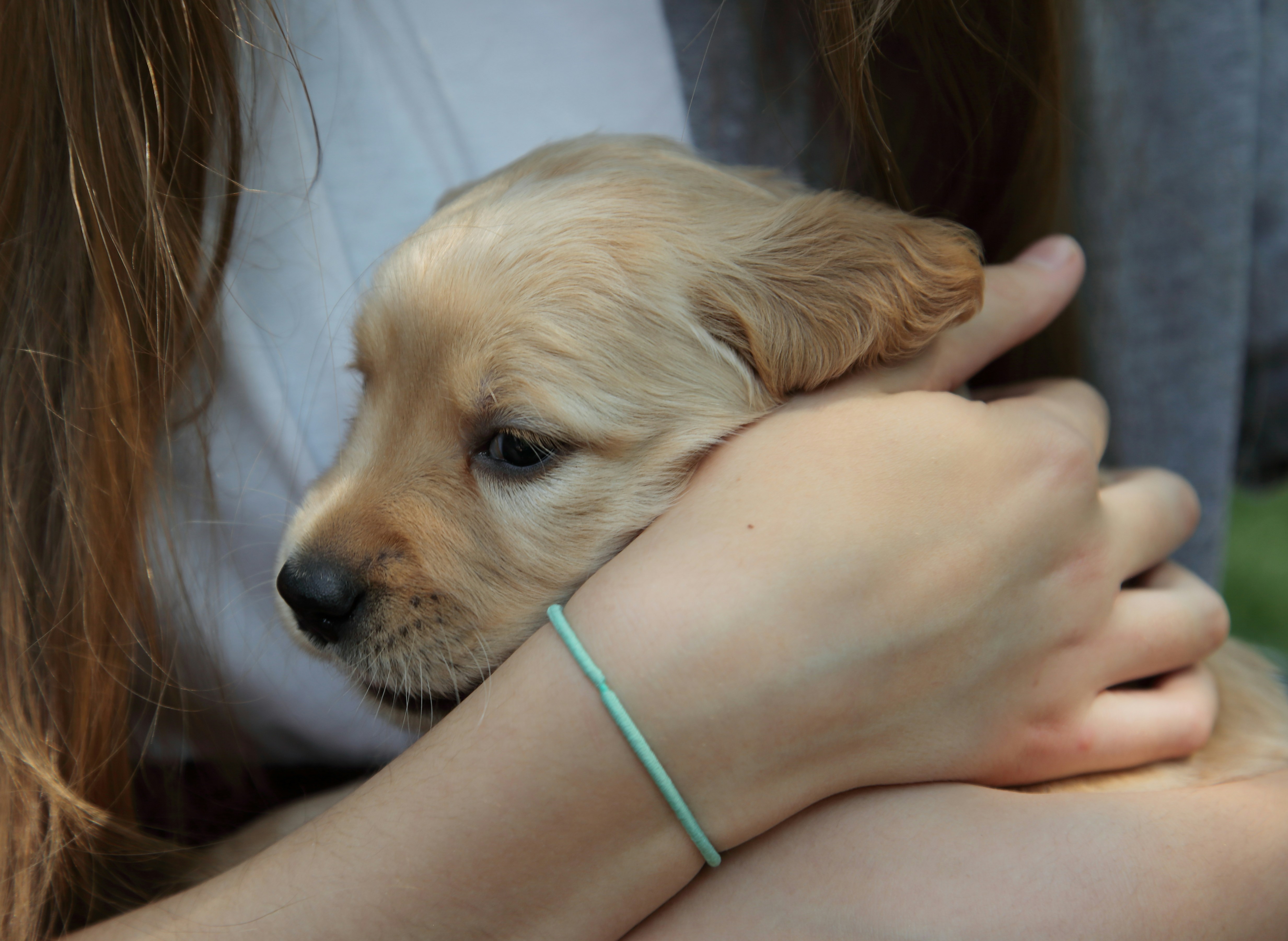 Tender Embrace: A Golden Puppy Resting in Gentle Hands