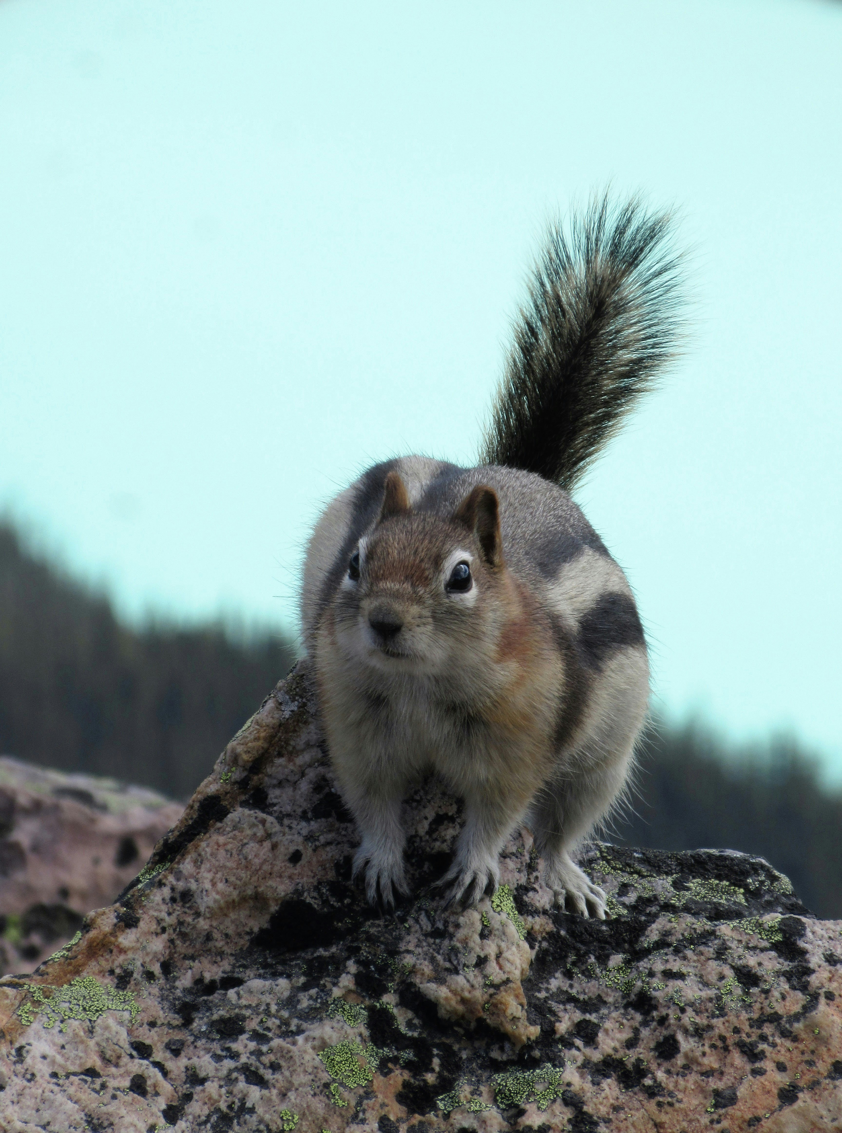High-Perch Acrobat: A Squirrel Guards a Mossy Outcrop