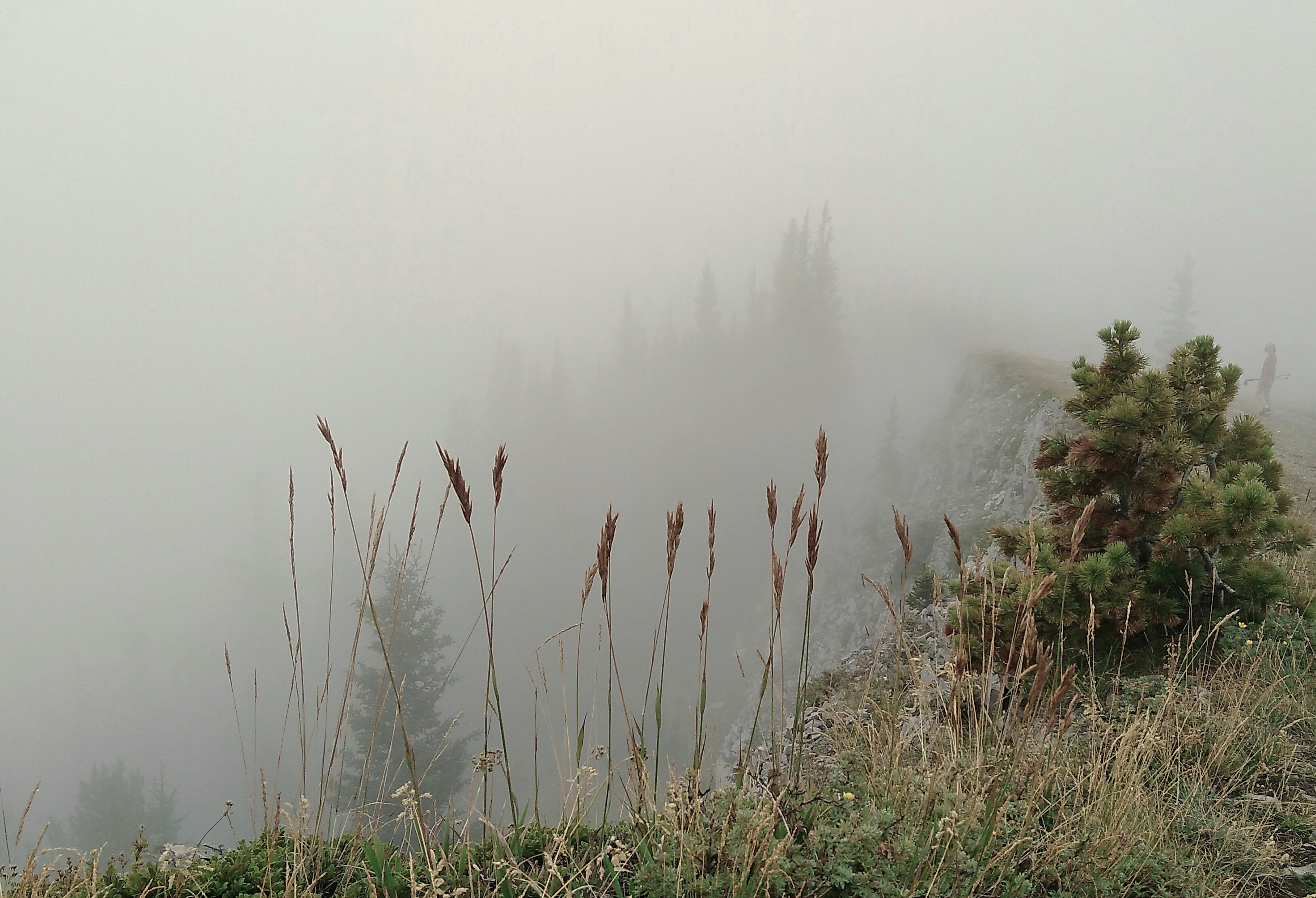 Tall grasses and trees emerge from dense fog.
